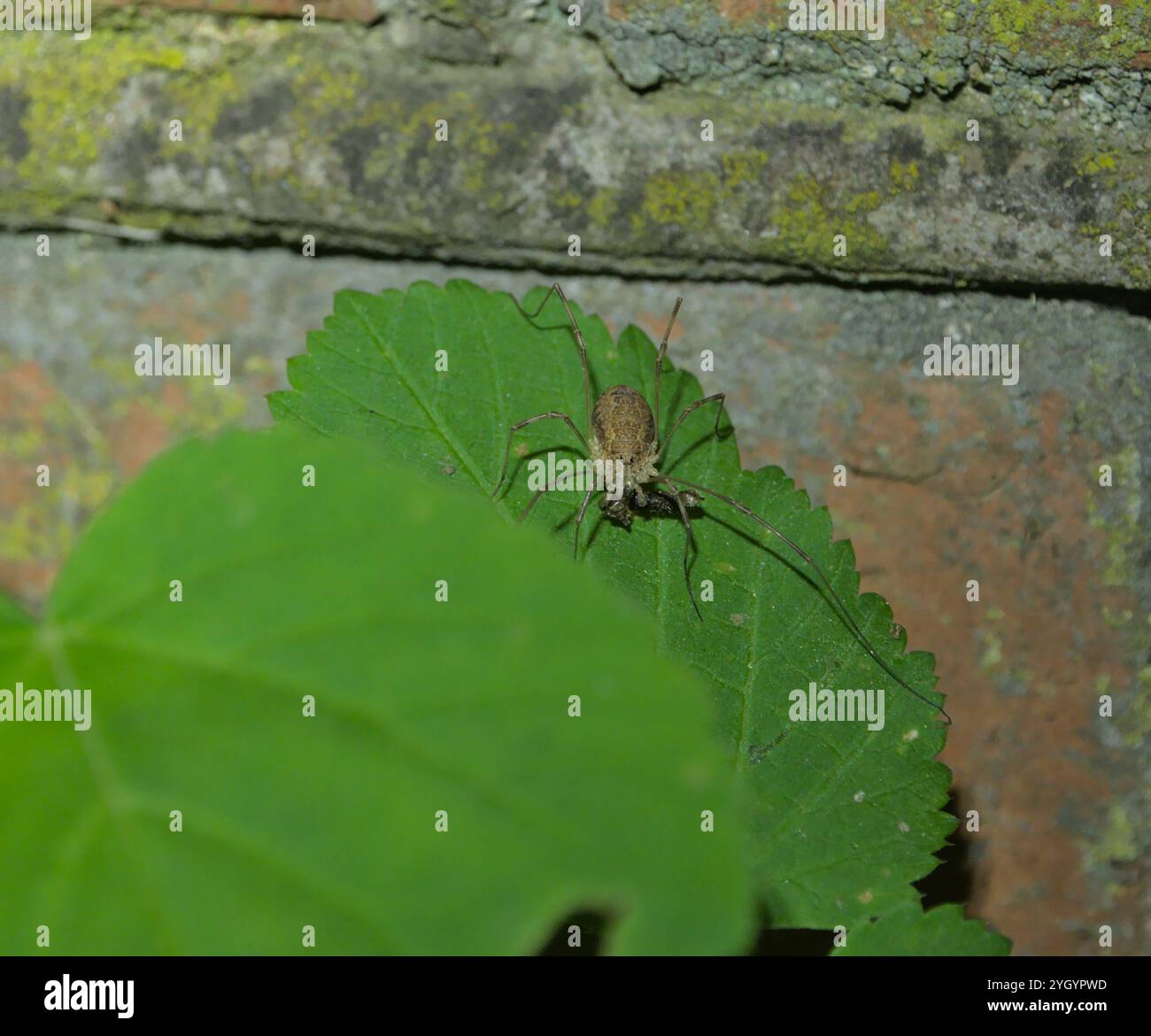 Spring Harvestman (Rilaena triangularis Stock Photo - Alamy