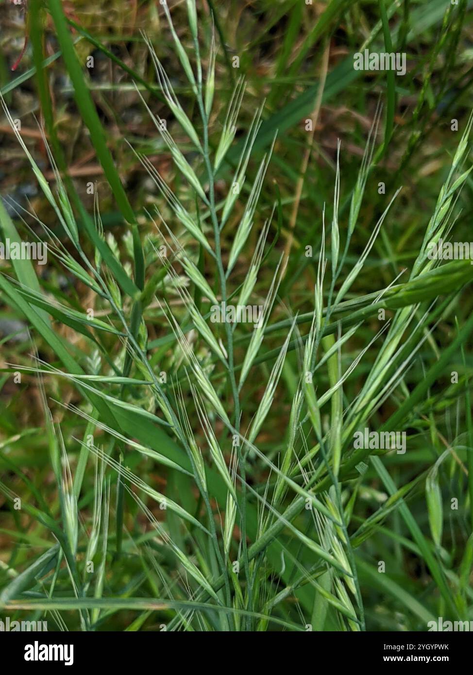 Bromus rigidus hi-res stock photography and images - Alamy