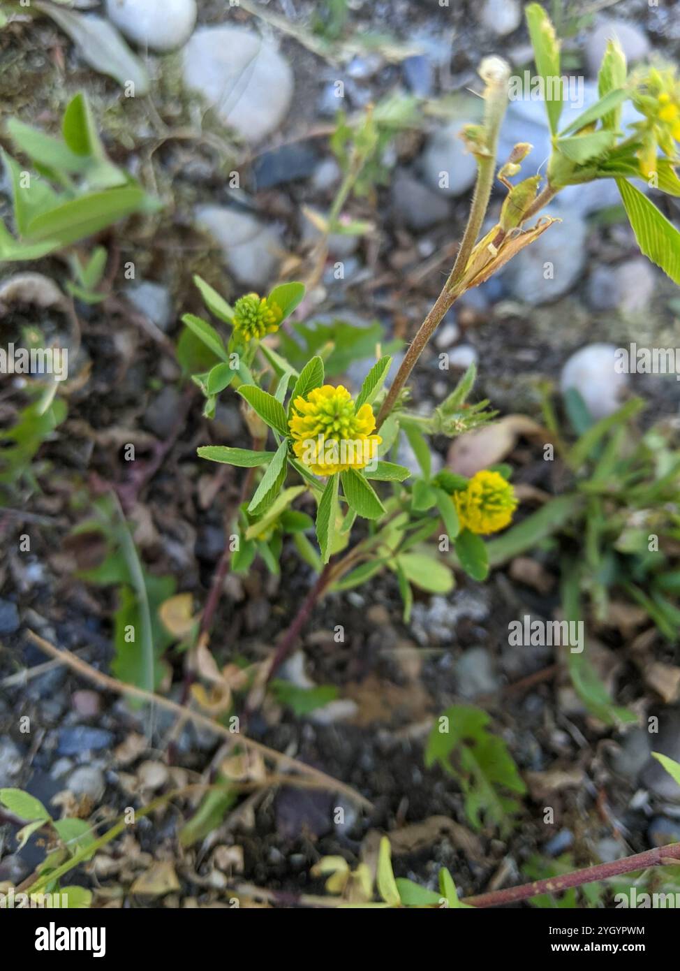 Trifolium aureum hi-res stock photography and images - Alamy