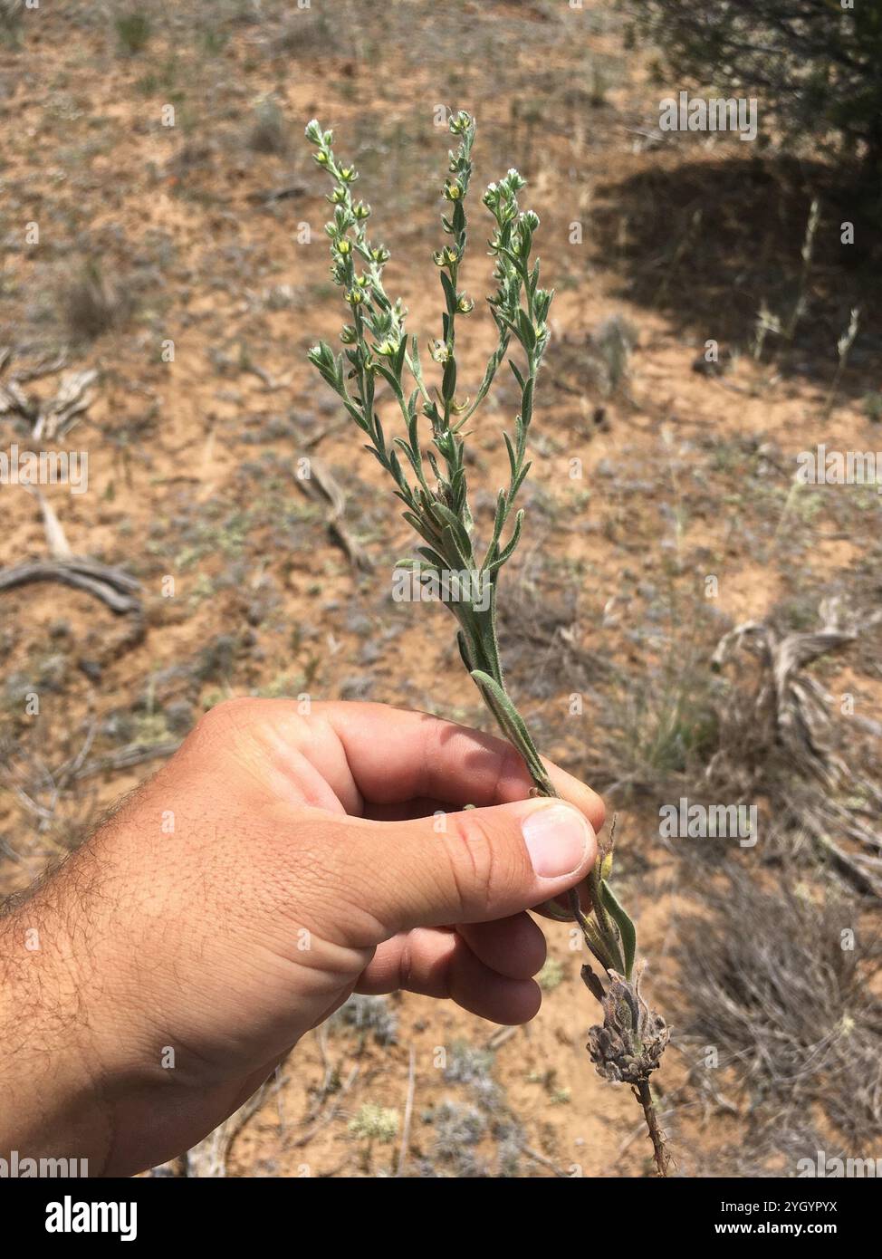 (Lappula occidentalis occidentalis Stock Photo - Alamy
