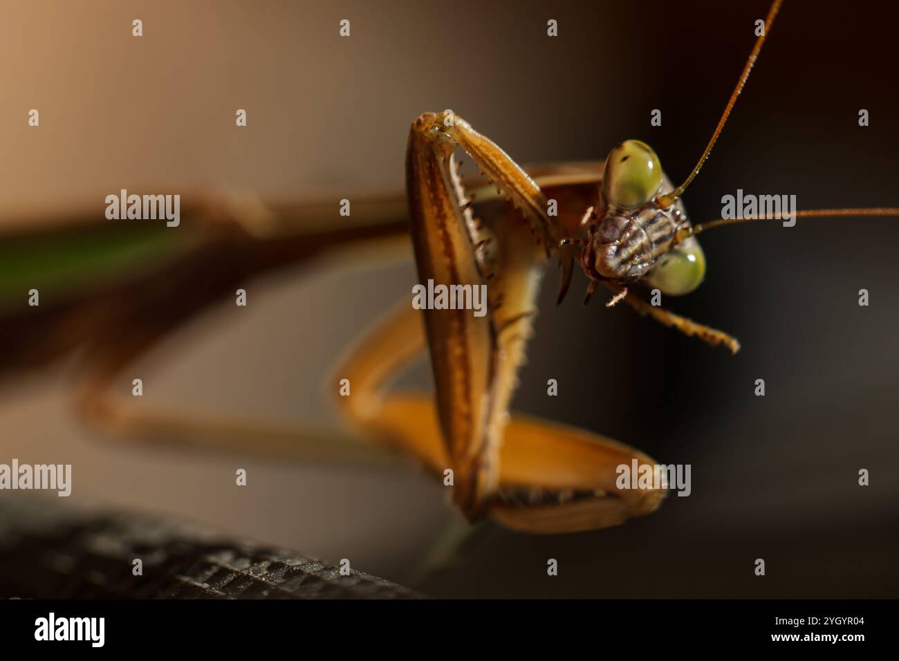 Preying mantis grooming its legs close up insect entomology Stock Photo ...