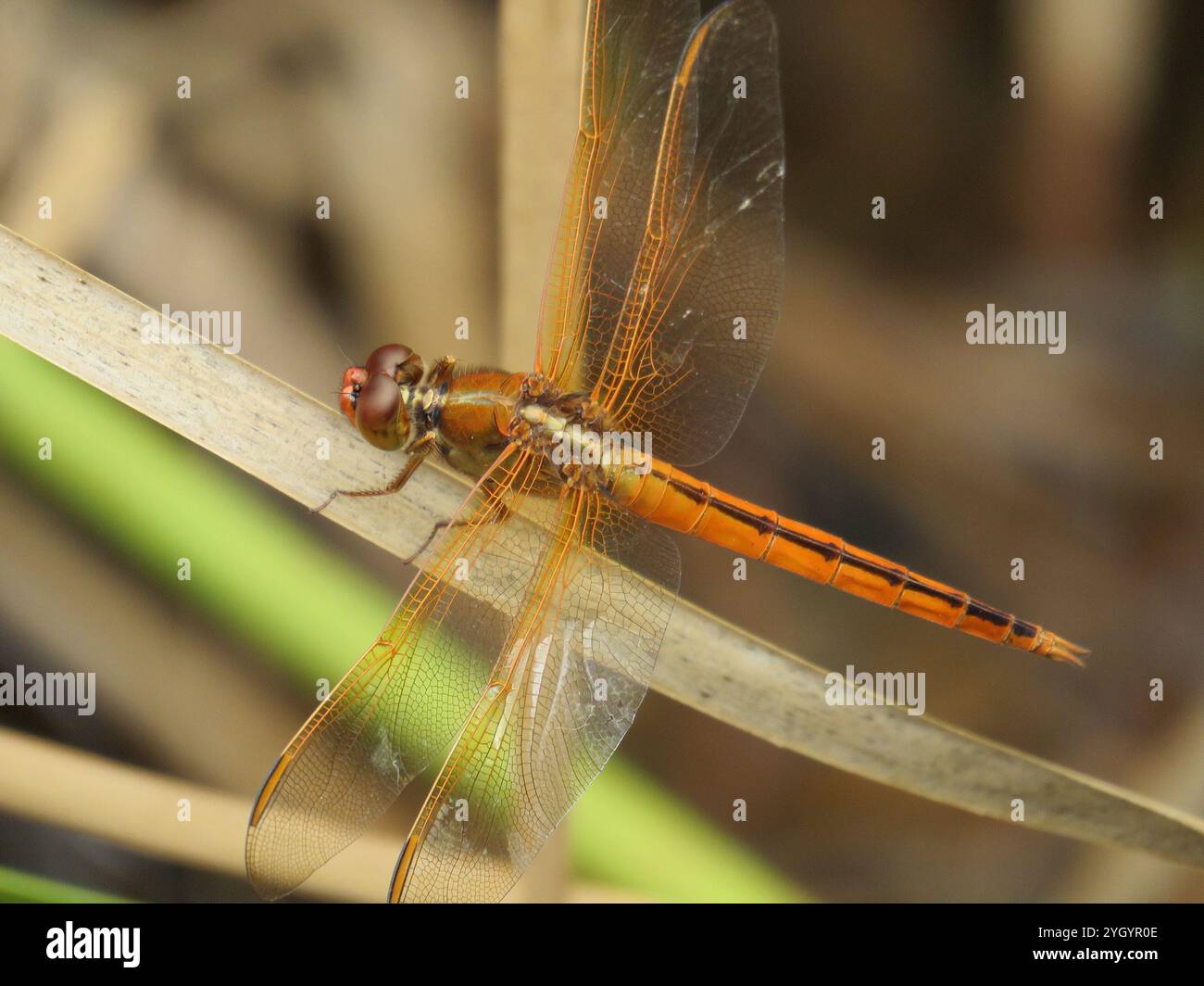 Golden winged skimmer hi-res stock photography and images - Alamy