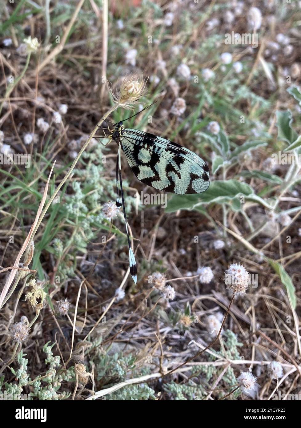 Nemoptera sinuata hi-res stock photography and images - Alamy