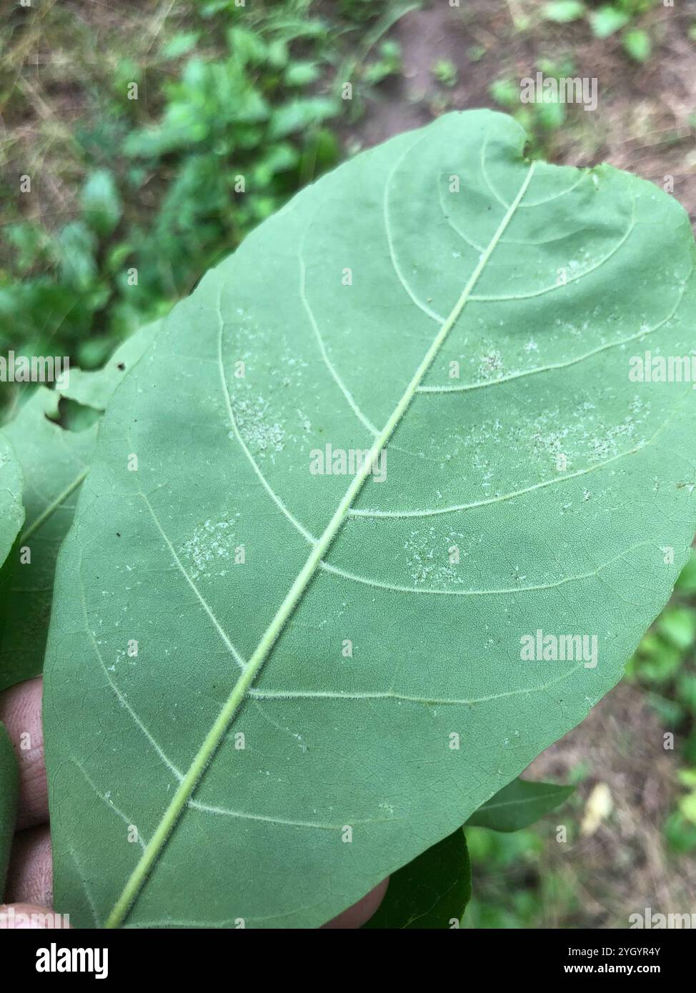 pumpkin ash (Fraxinus profunda Stock Photo - Alamy