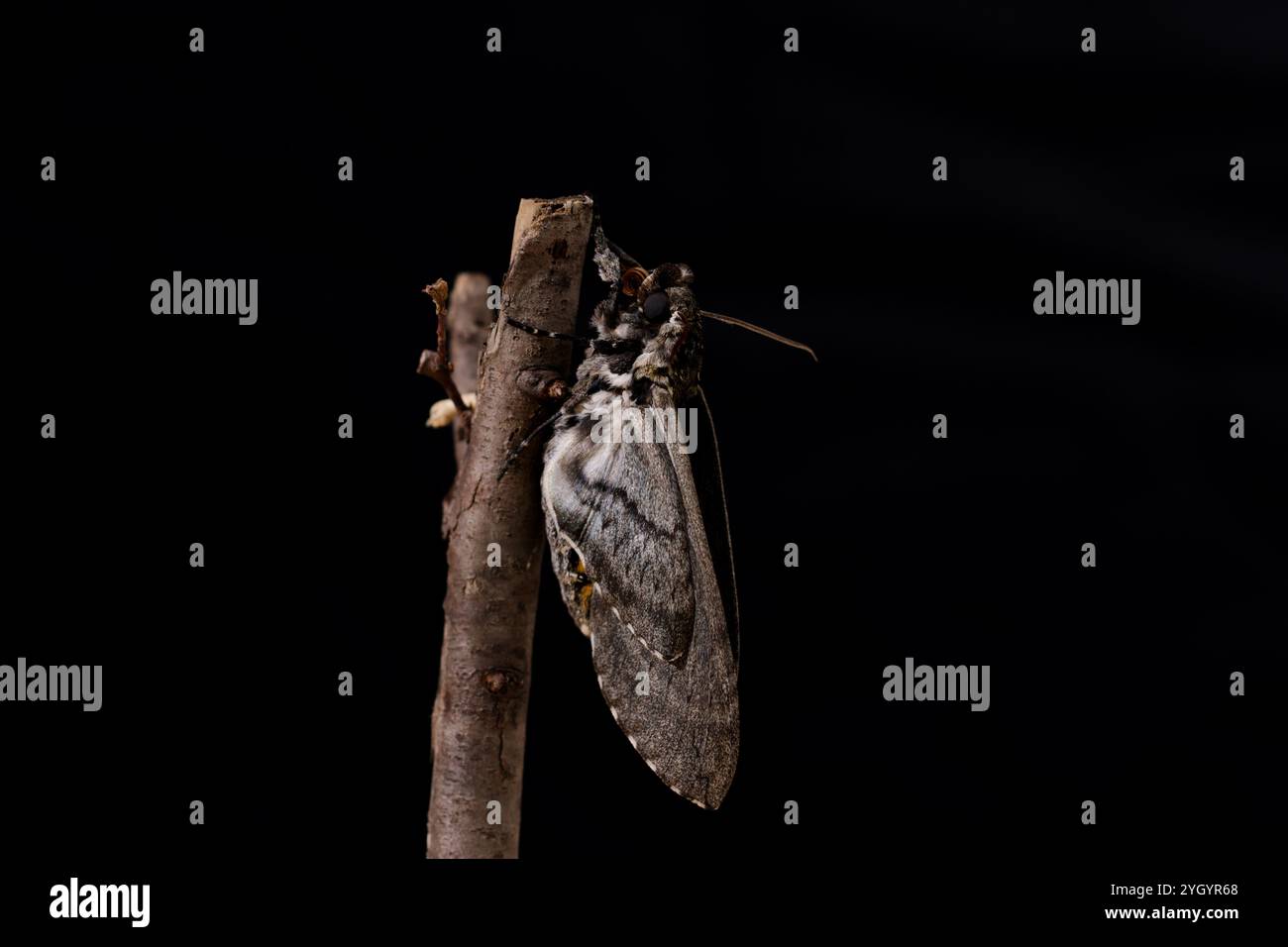 5 Spotted hawk moth close up insect Stock Photo - Alamy