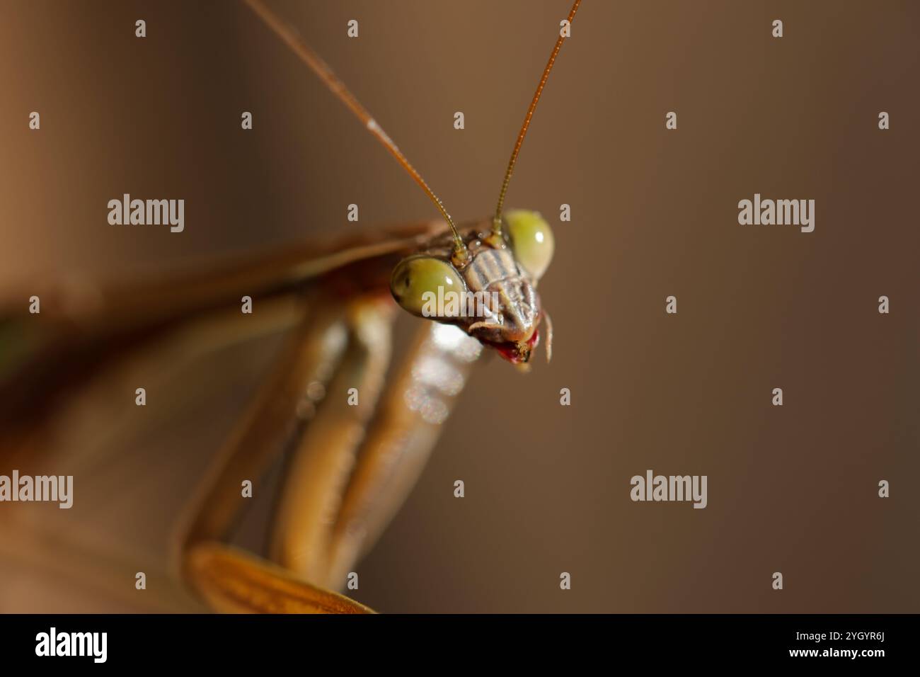 Scary insects hi-res stock photography and images - Alamy