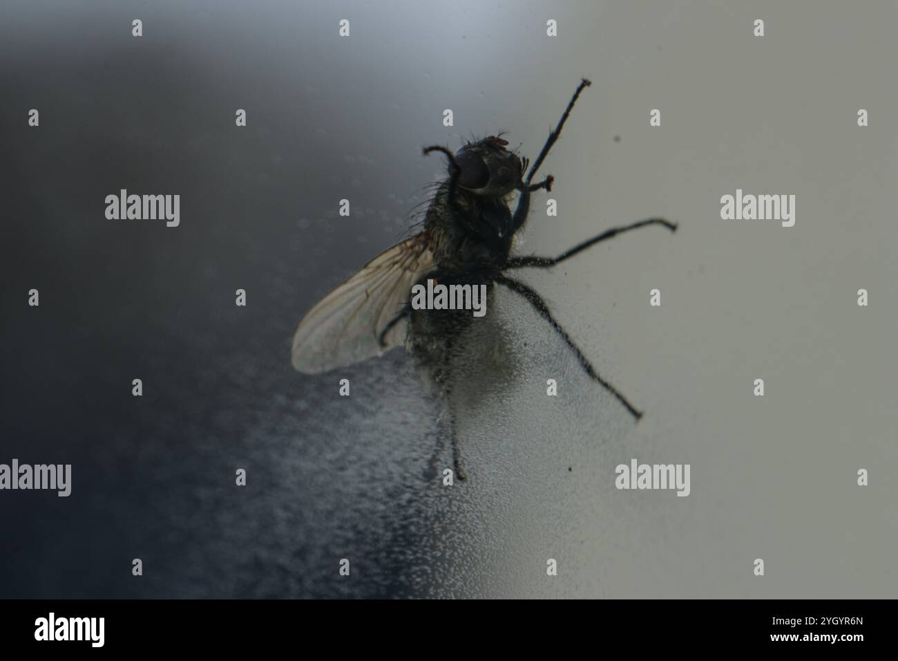 Blowfly dead body hi-res stock photography and images - Alamy