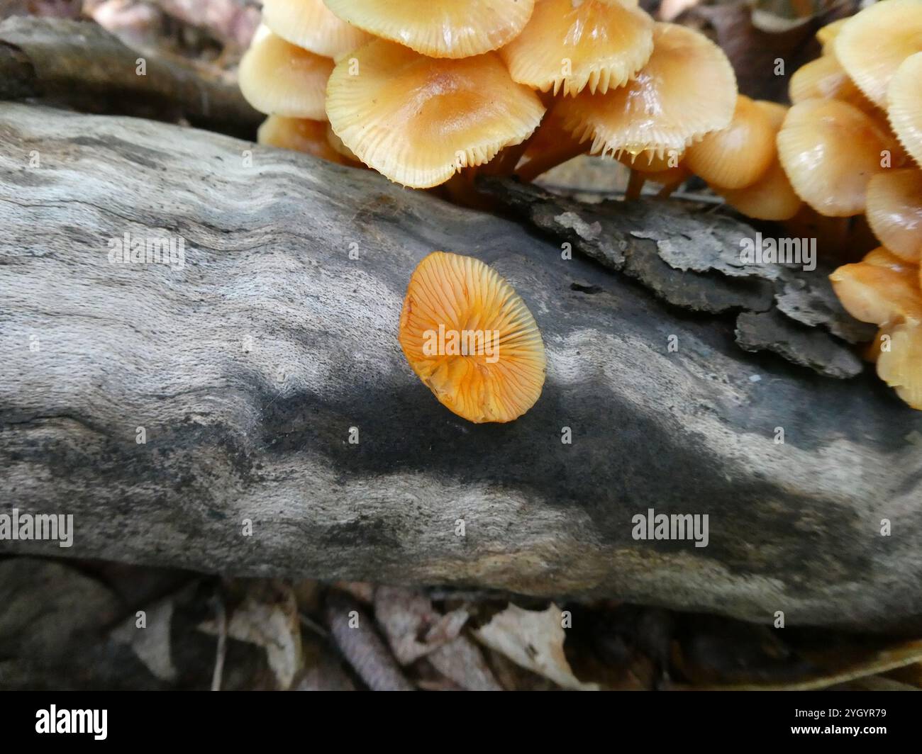 orange mycena (Mycena leaiana Stock Photo - Alamy