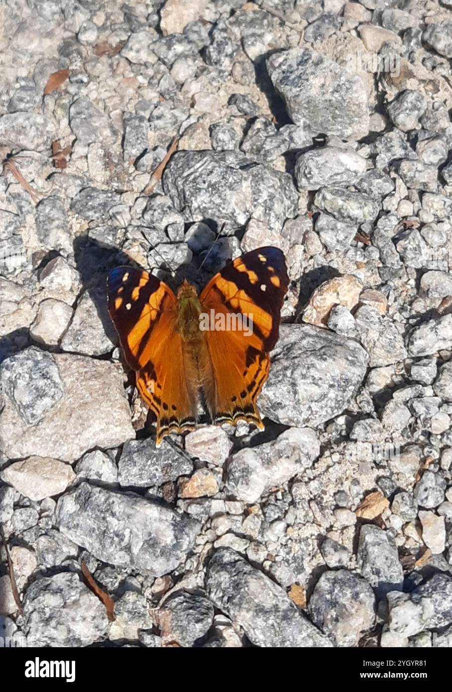 Orange Mapwing (Hypanartia lethe Stock Photo - Alamy