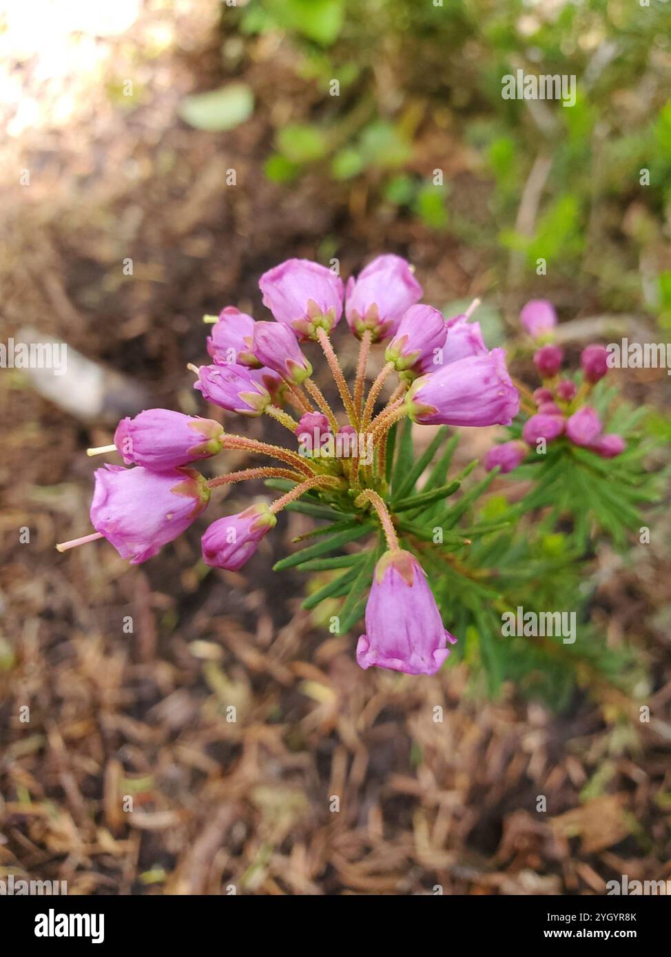 pink mountainheath (Phyllodoce empetriformis Stock Photo - Alamy