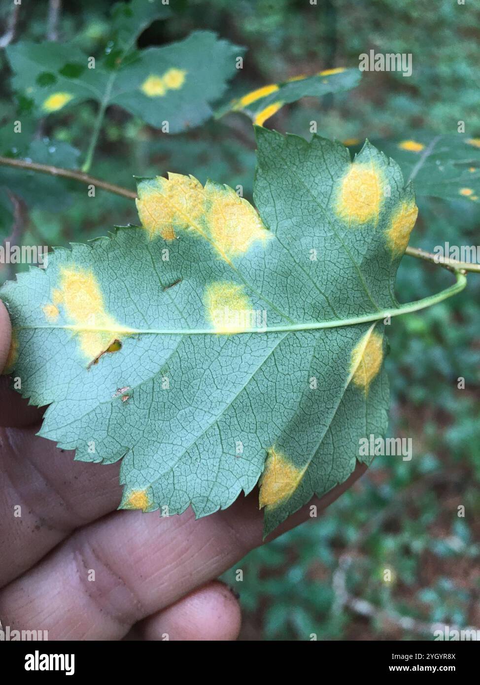 Juniper-hawthorn rust (Gymnosporangium globosum Stock Photo - Alamy