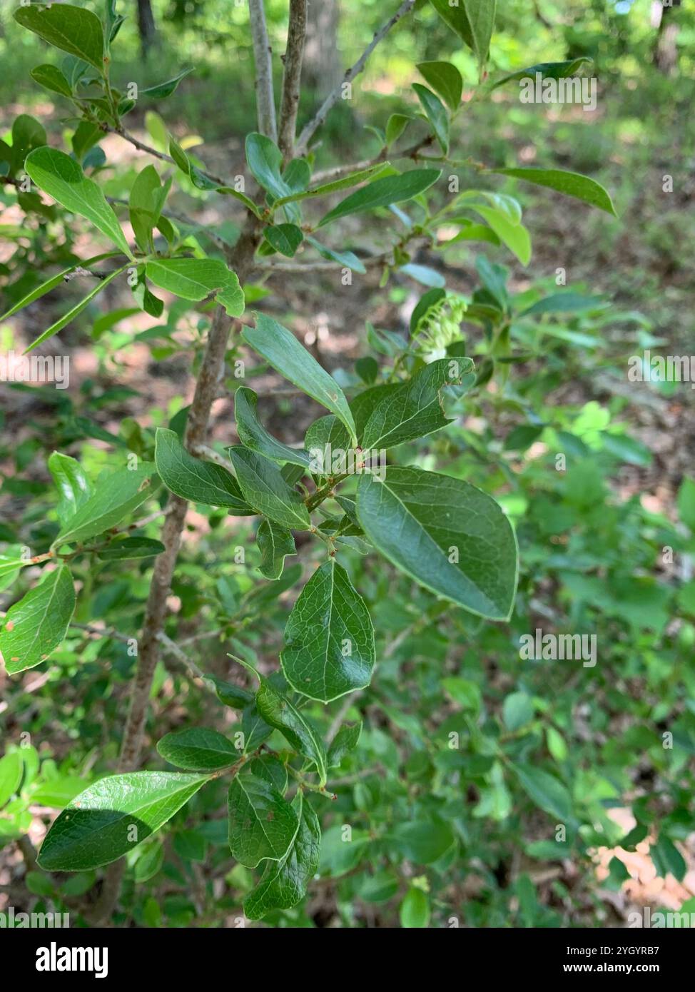 sparkleberry (Vaccinium arboreum Stock Photo - Alamy