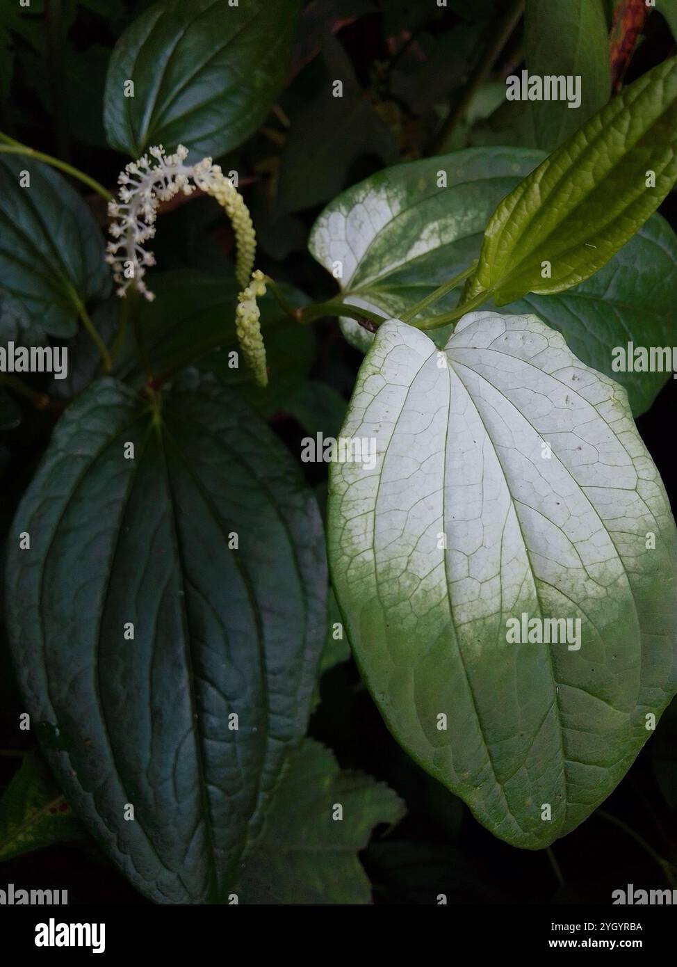 Asian lizards tail saururus chinensis hi-res stock photography and ...