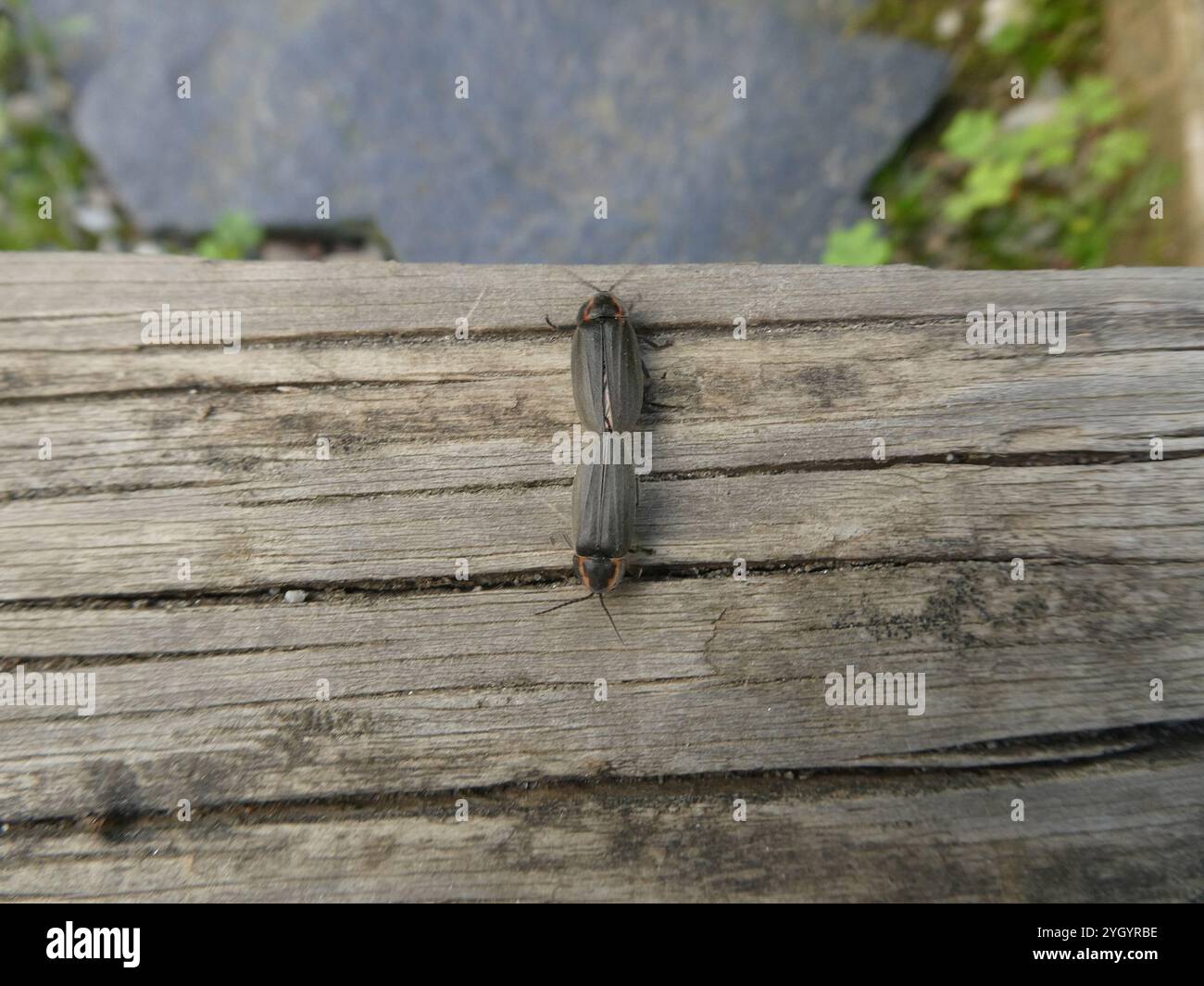 Winter Firefly (Ellychnia corrusca Stock Photo - Alamy