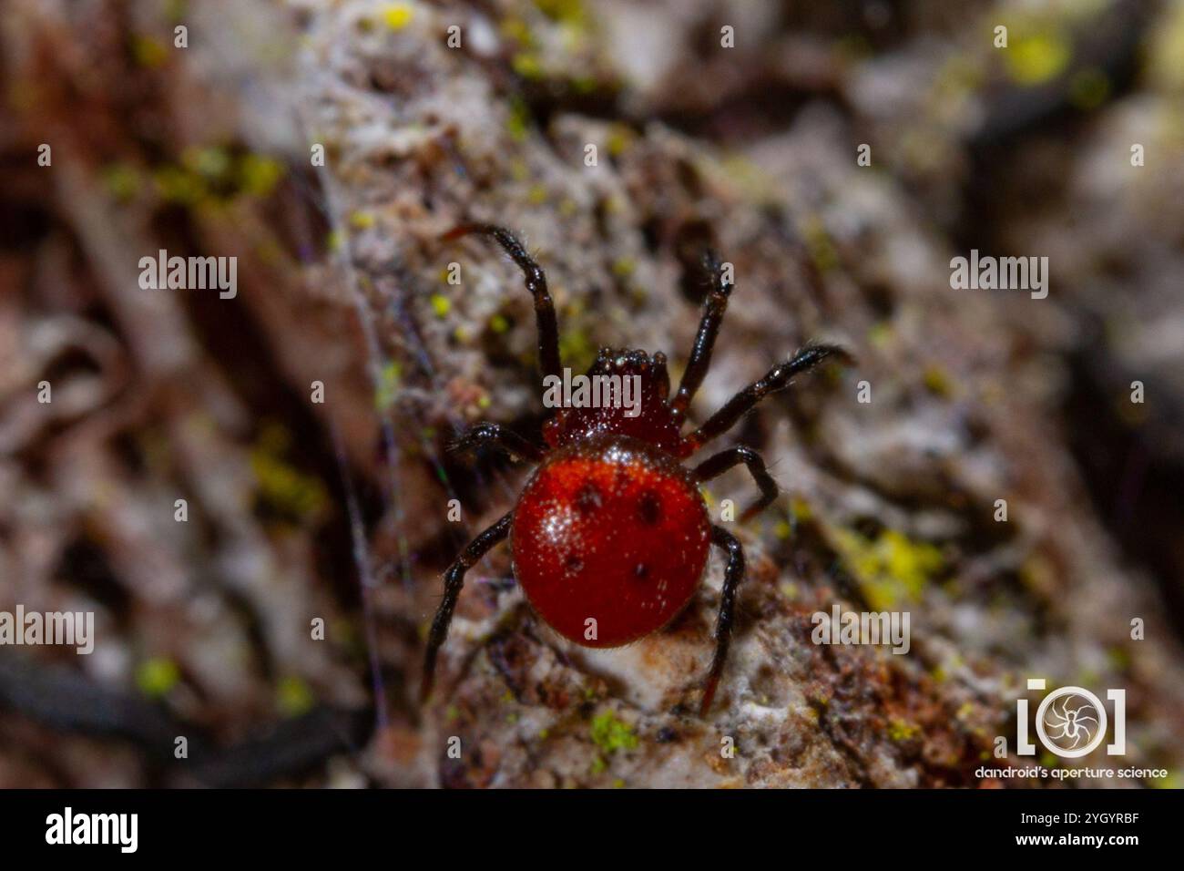Comb-footed Spiders (Theridiidae Stock Photo - Alamy