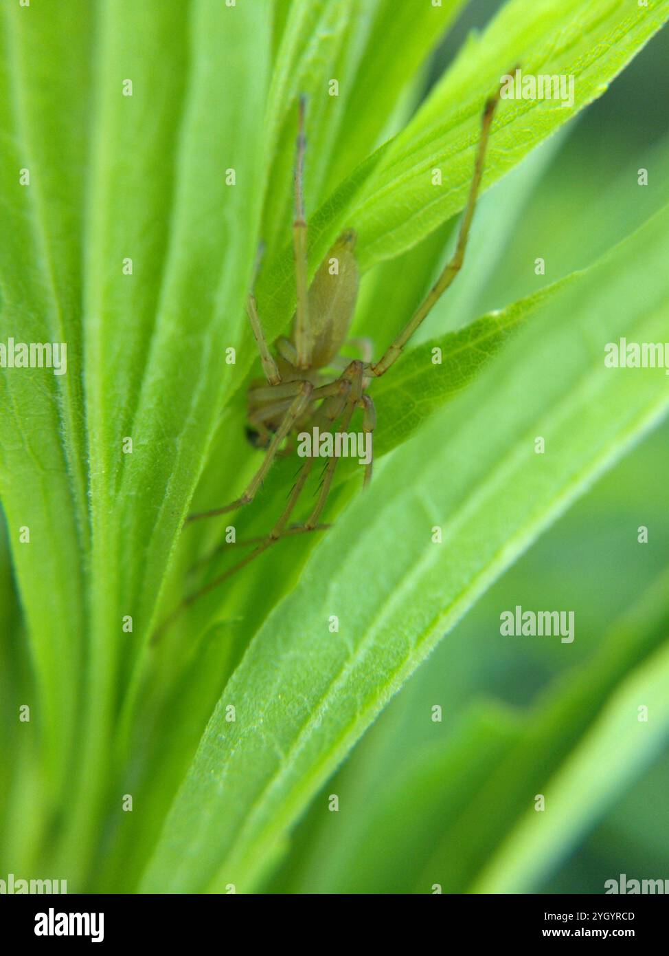 Longlegged Sac Spiders (Cheiracanthium Stock Photo - Alamy