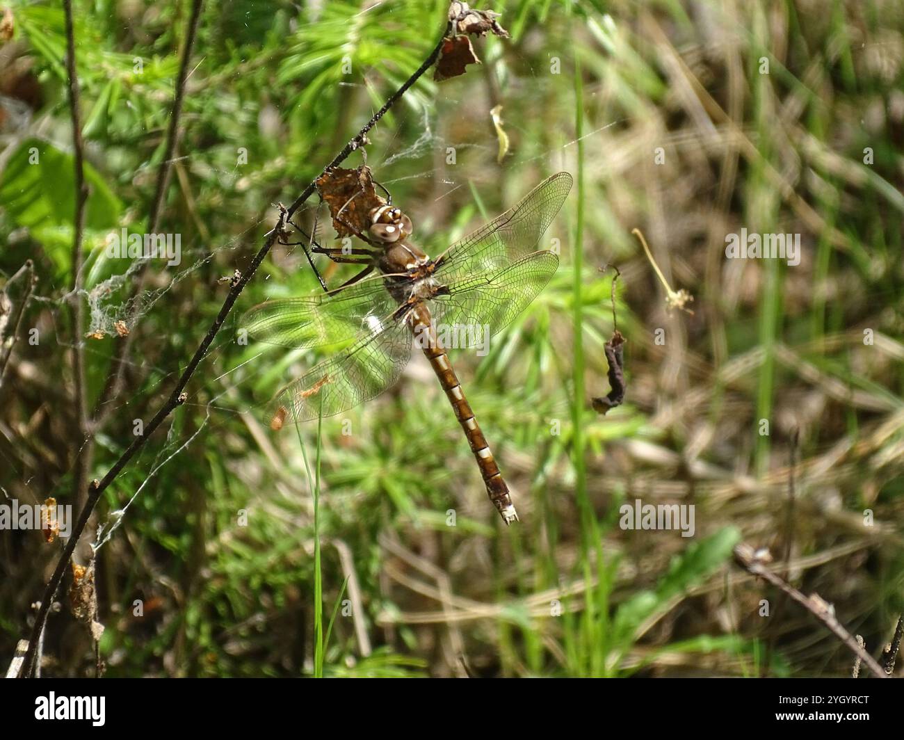Stream Cruiser (Didymops transversa Stock Photo - Alamy