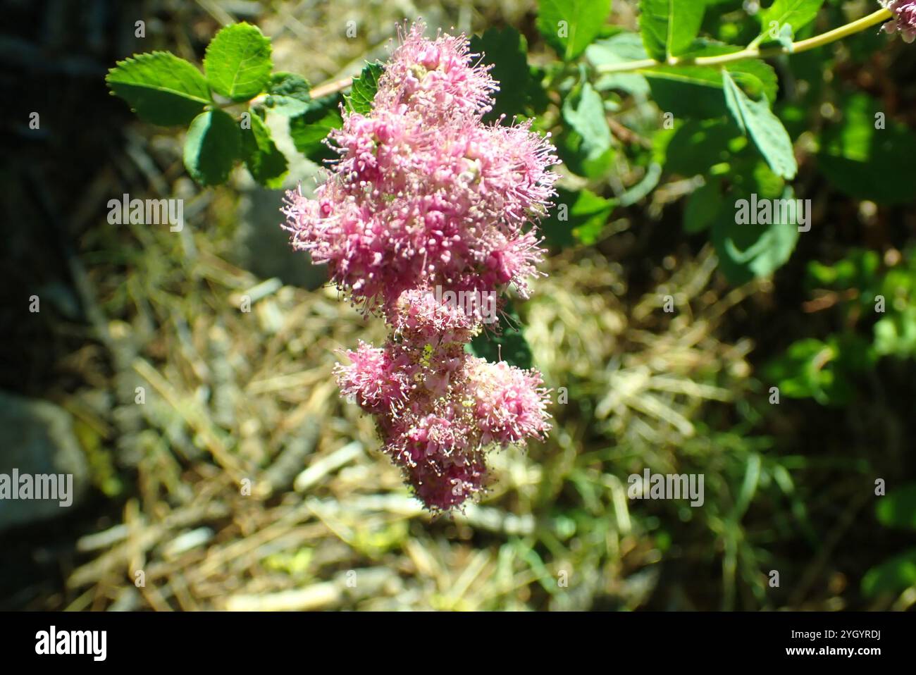 Mountain Spirea (Spiraea splendens Stock Photo - Alamy