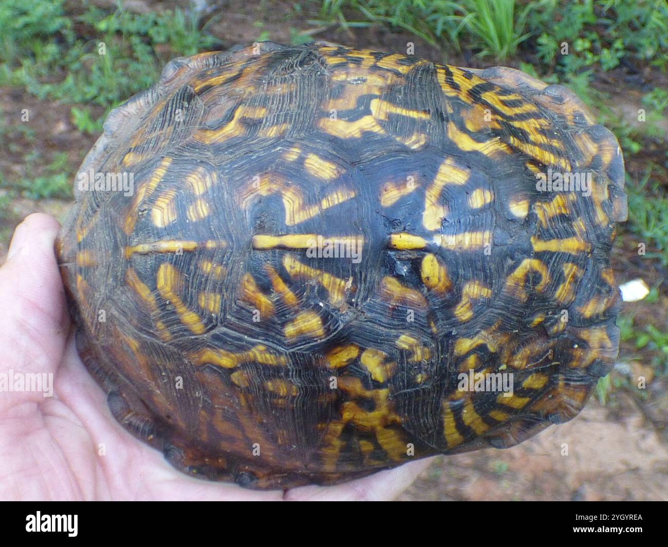 Eastern Box Turtle (Terrapene carolina carolina Stock Photo - Alamy