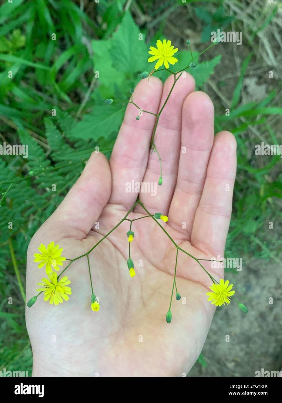 nipplewort (Lapsana communis Stock Photo - Alamy