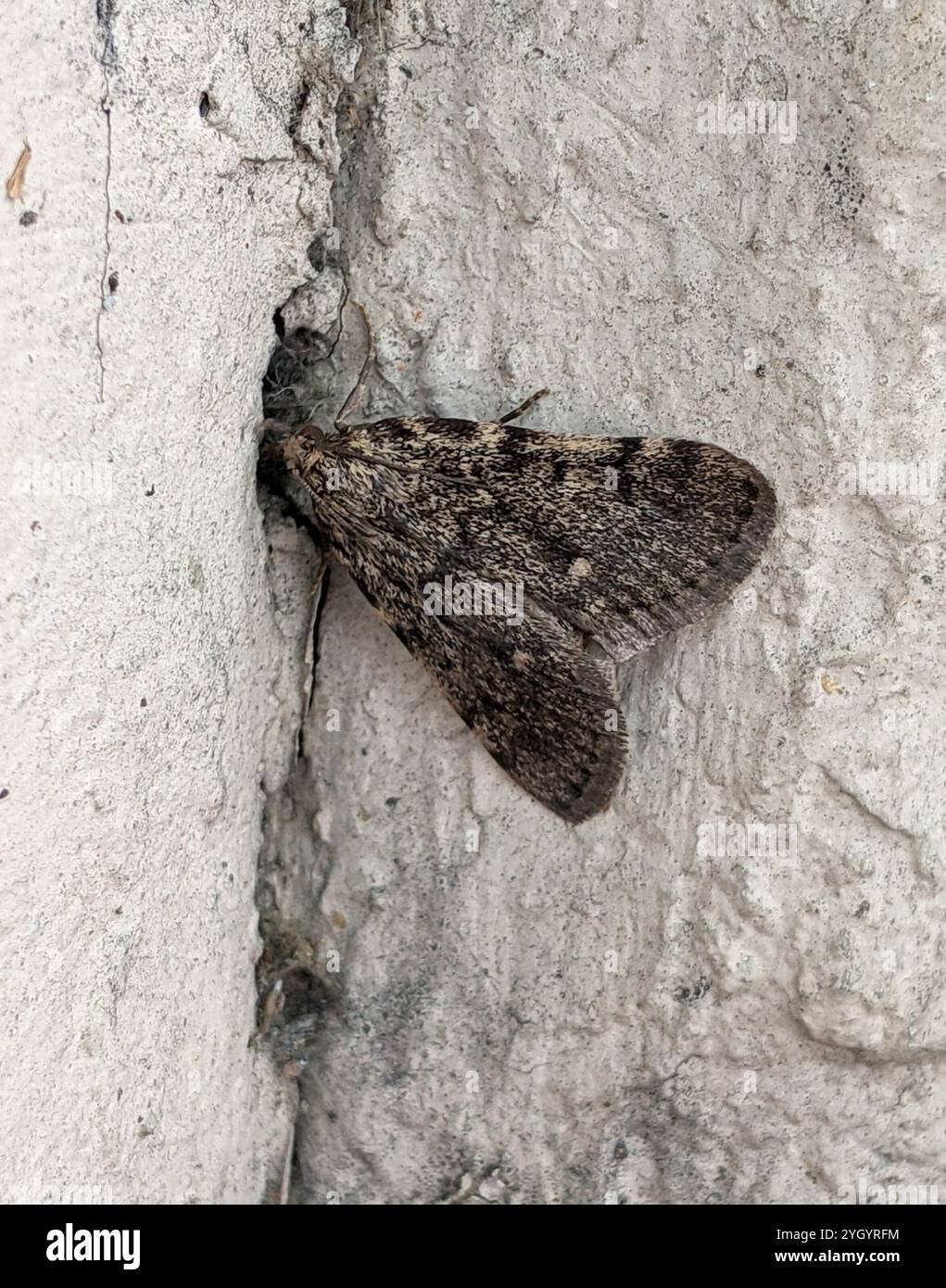 Large Tabby (Aglossa pinguinalis Stock Photo - Alamy