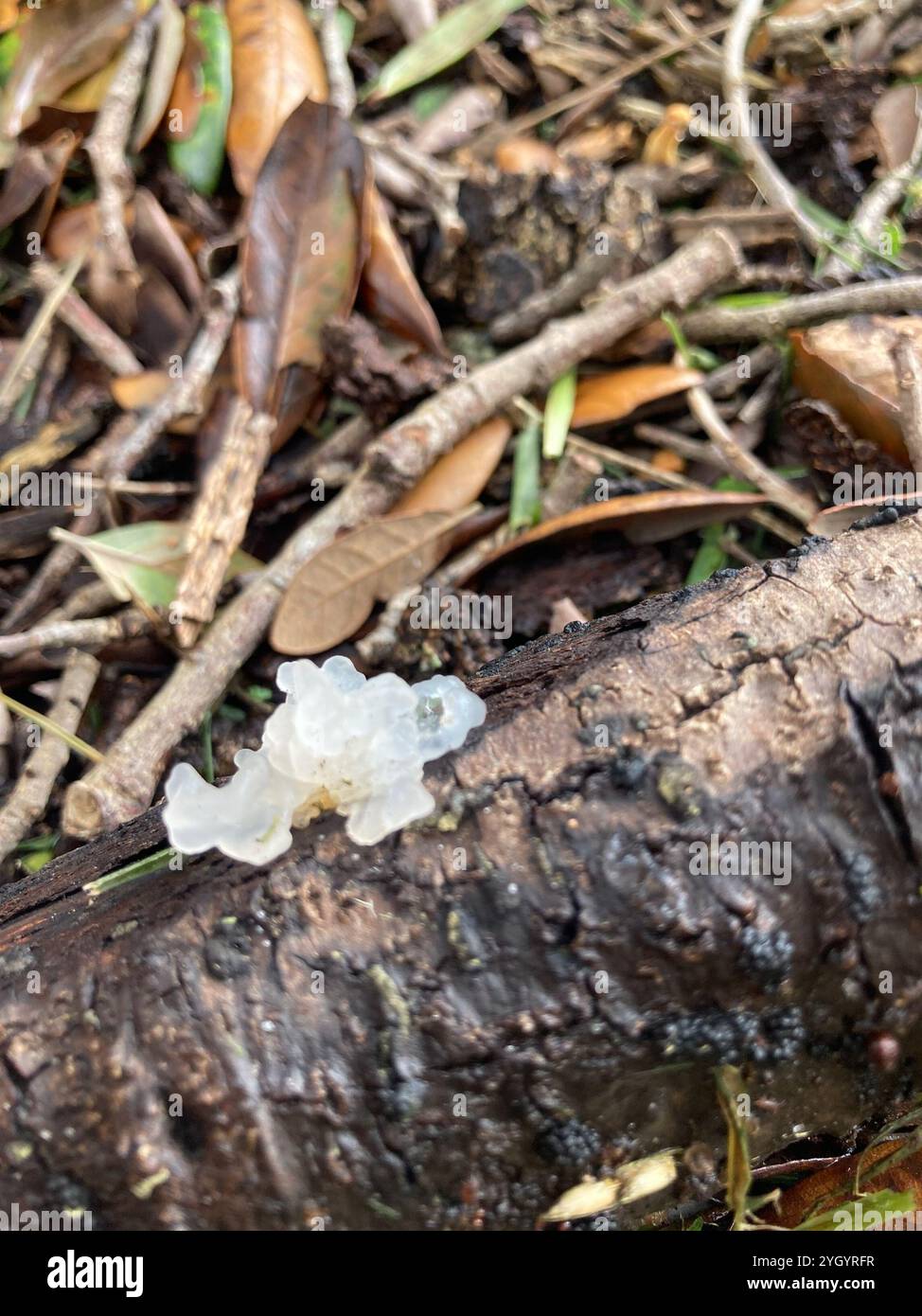 snow fungus (Tremella fuciformis Stock Photo - Alamy