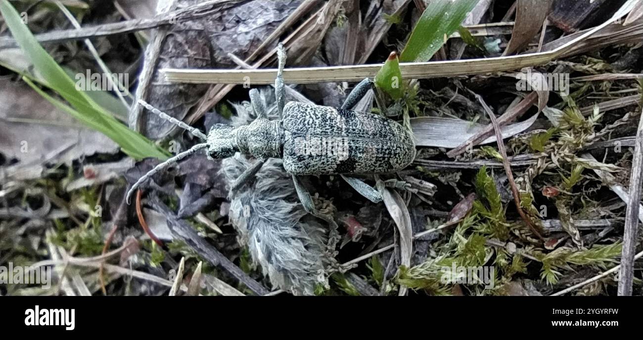 Blackspotted Longhorn Beetle (Rhagium mordax Stock Photo - Alamy