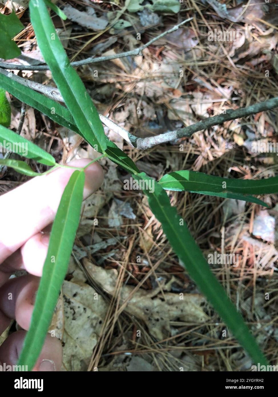 Virginia snakeroot (Aristolochia serpentaria Stock Photo - Alamy