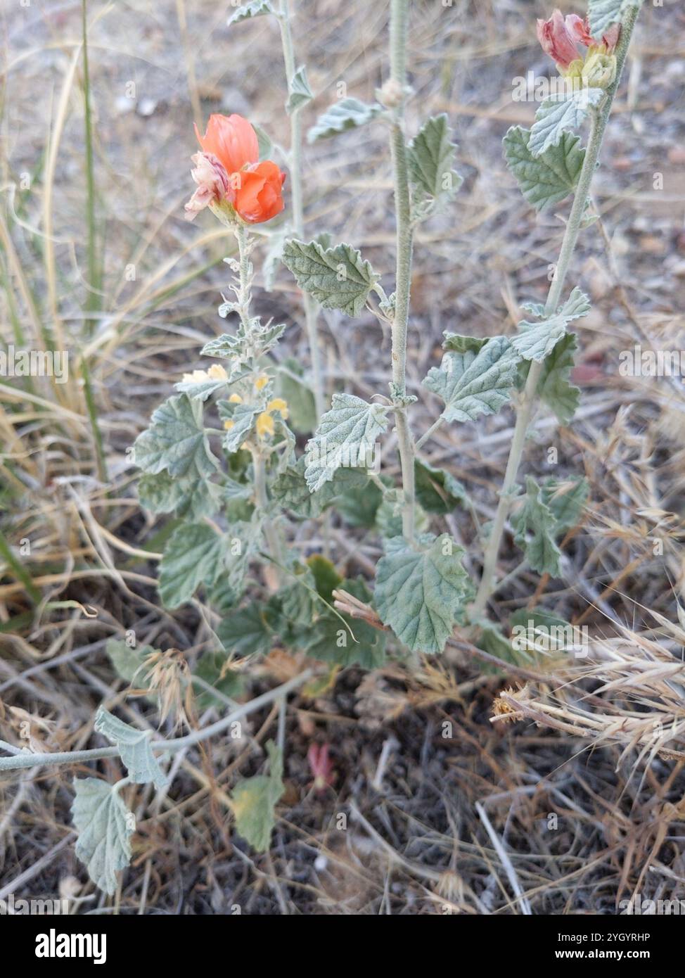 Scarlet Globemallow (Sphaeralcea coccinea Stock Photo - Alamy