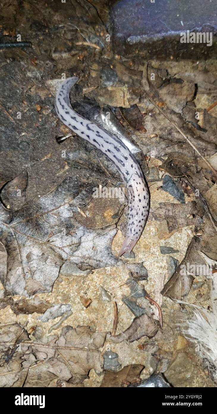Leopard Slug (Limax maximus Stock Photo - Alamy