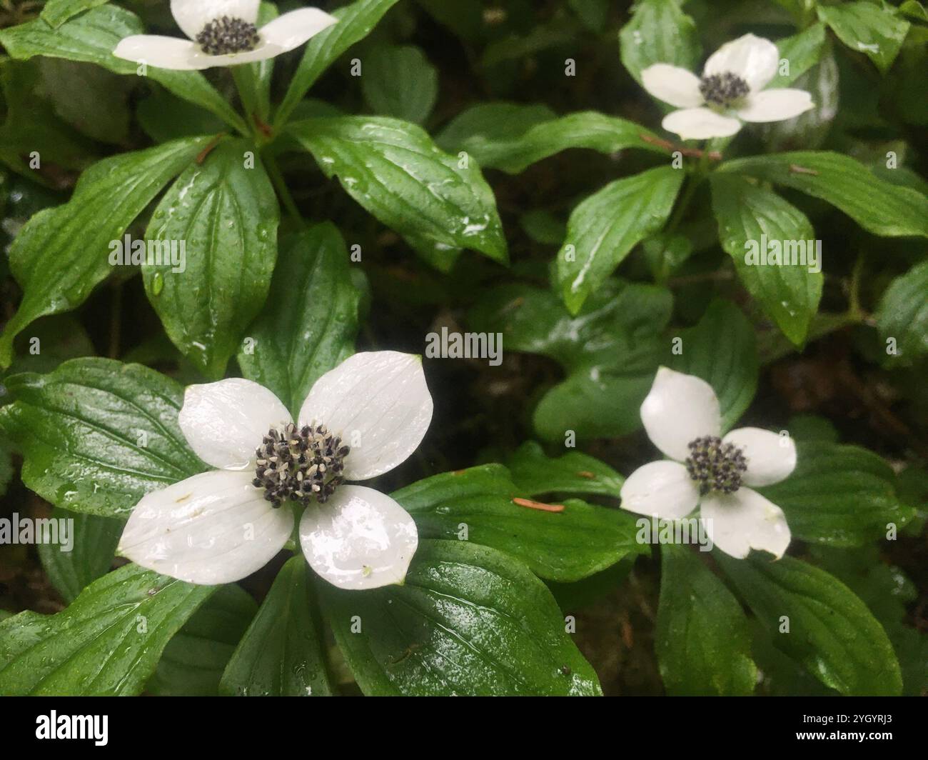 Western Bunchberry (Cornus unalaschkensis Stock Photo - Alamy