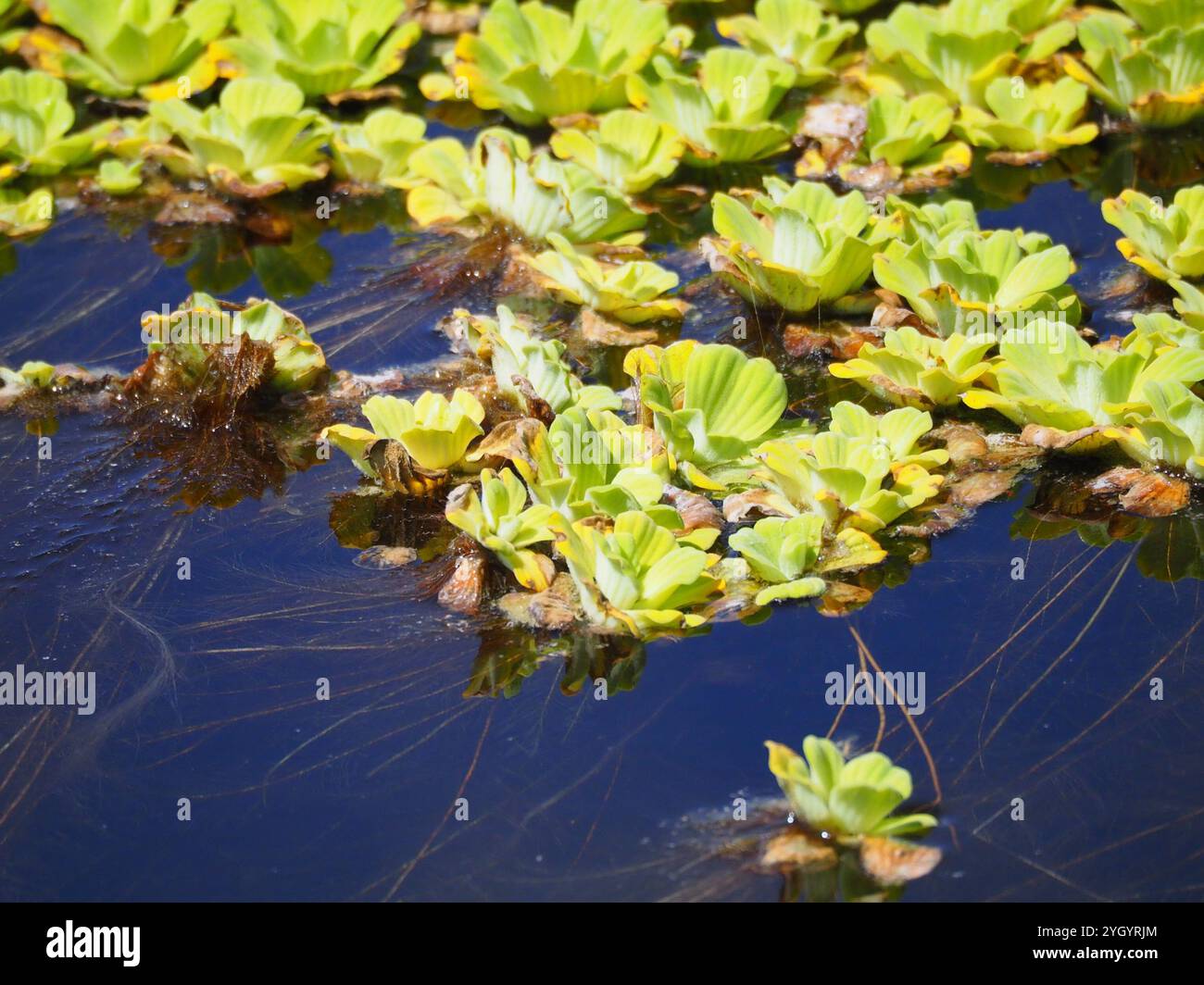 water lettuce (Pistia stratiotes Stock Photo - Alamy