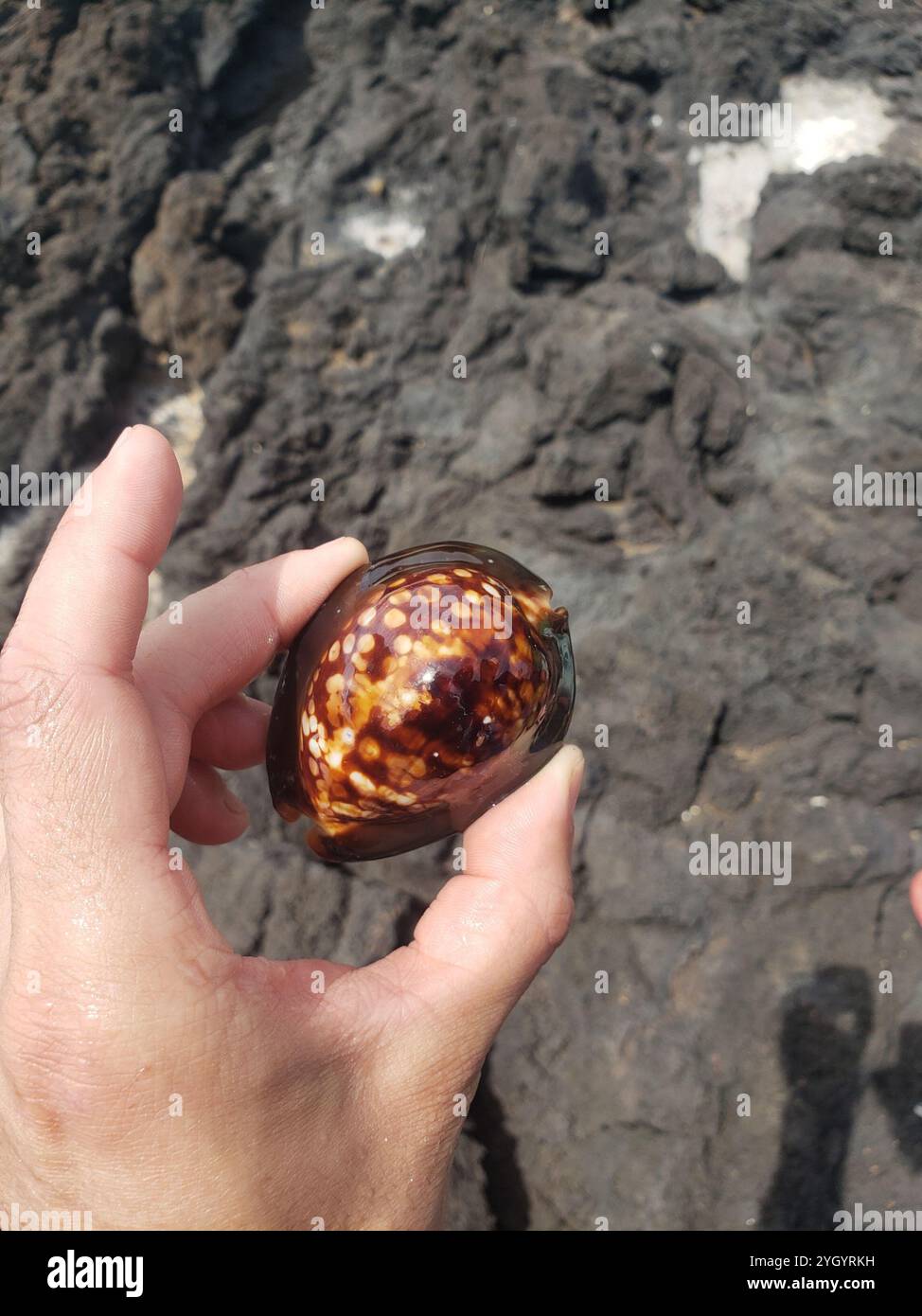 Humpback Cowry (Mauritia mauritiana Stock Photo - Alamy