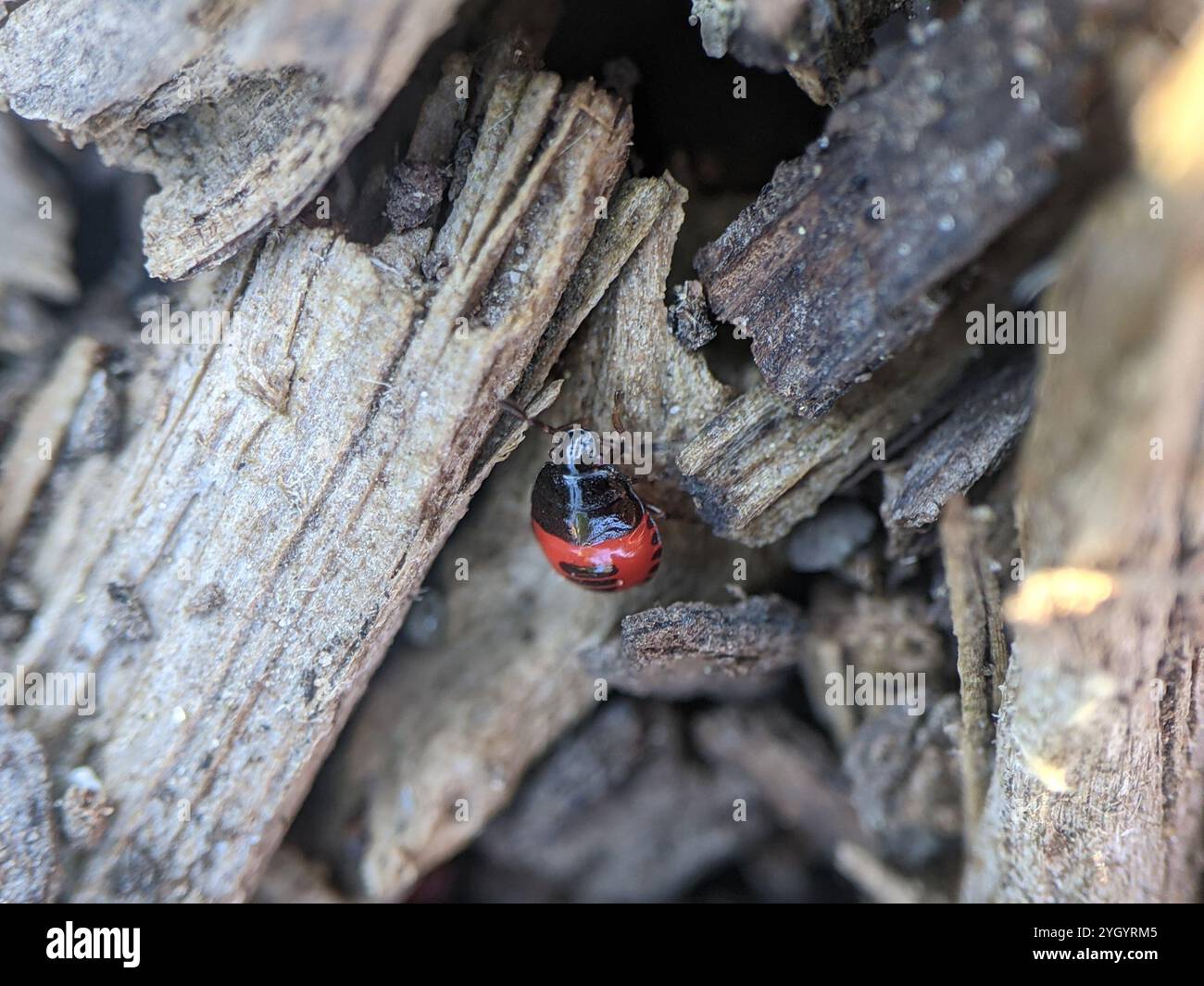 White-margined Burrower Bug (Sehirus cinctus Stock Photo - Alamy