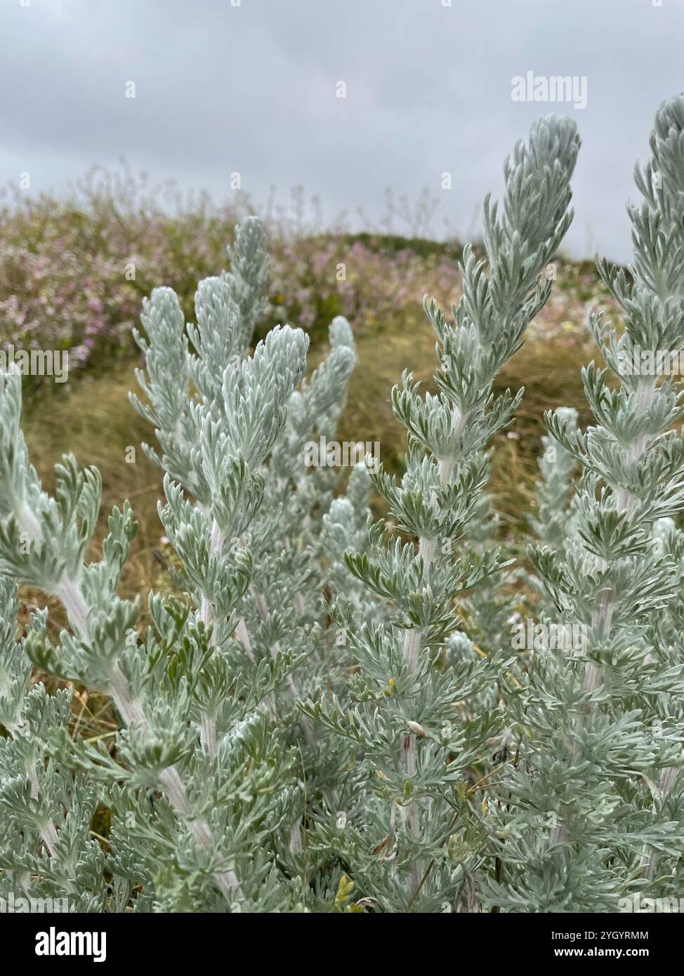 coastal sagewort (Artemisia pycnocephala Stock Photo - Alamy