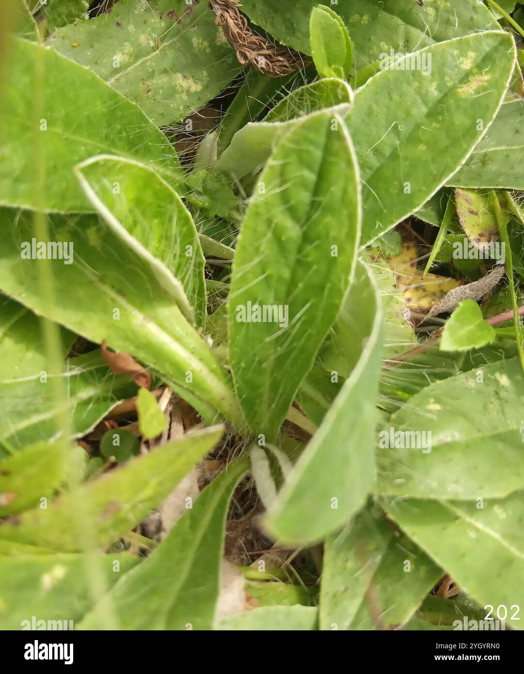 mouse-eared hawkweed (Pilosella officinarum Stock Photo - Alamy