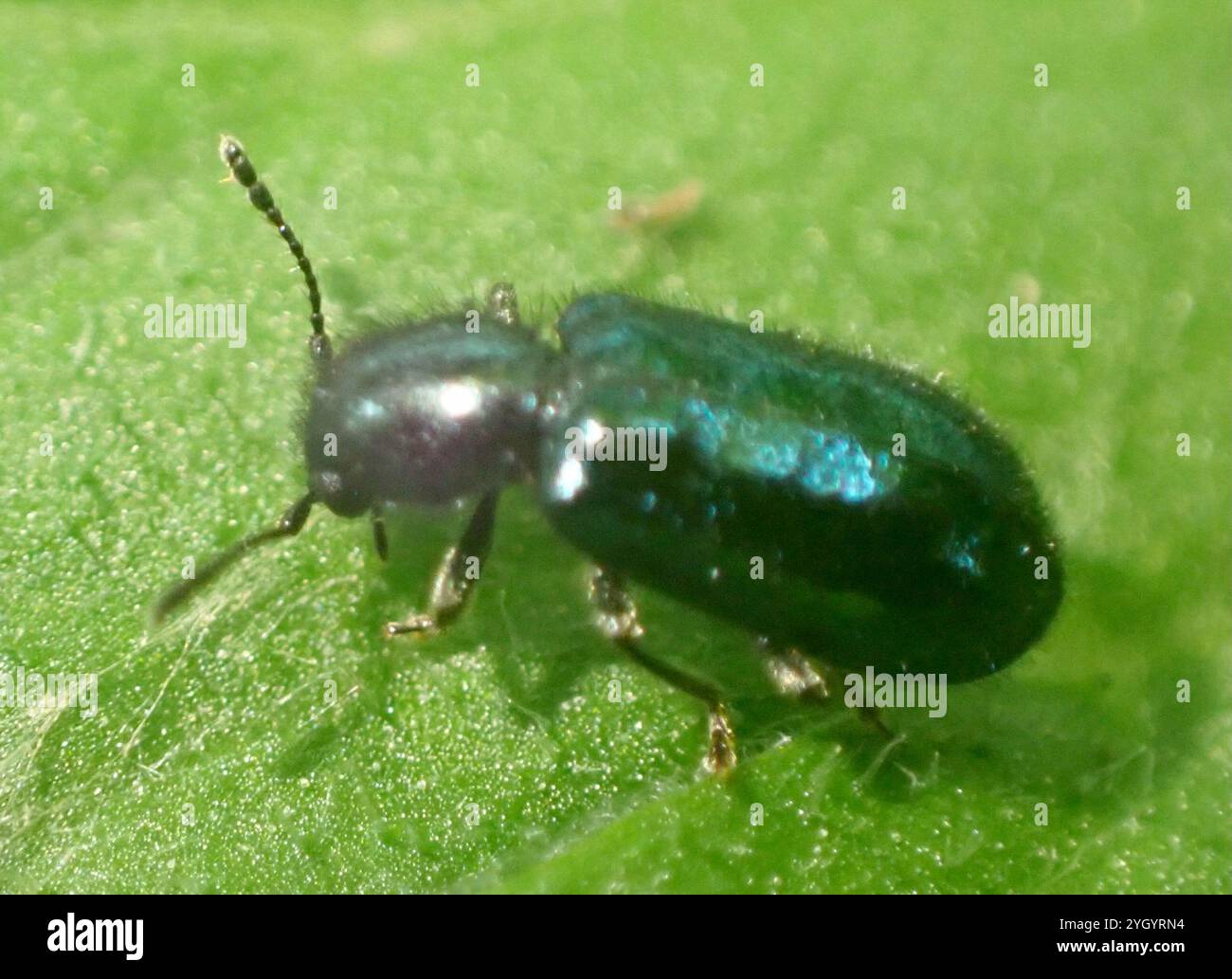 Korynetes hi-res stock photography and images - Alamy