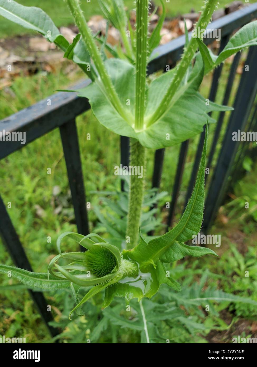 cutleaf teasel (Dipsacus laciniatus Stock Photo - Alamy