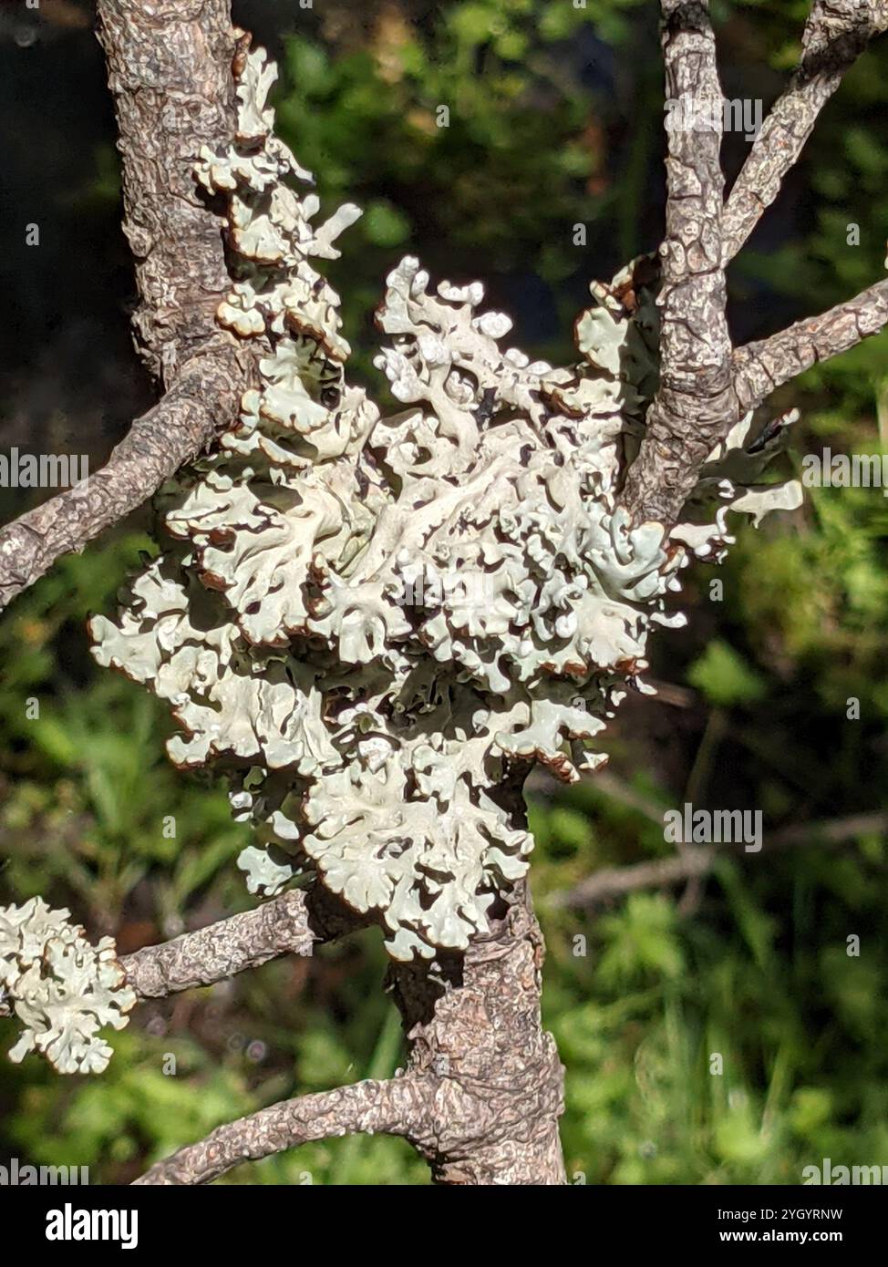 Tube Lichens (Hypogymnia Stock Photo - Alamy