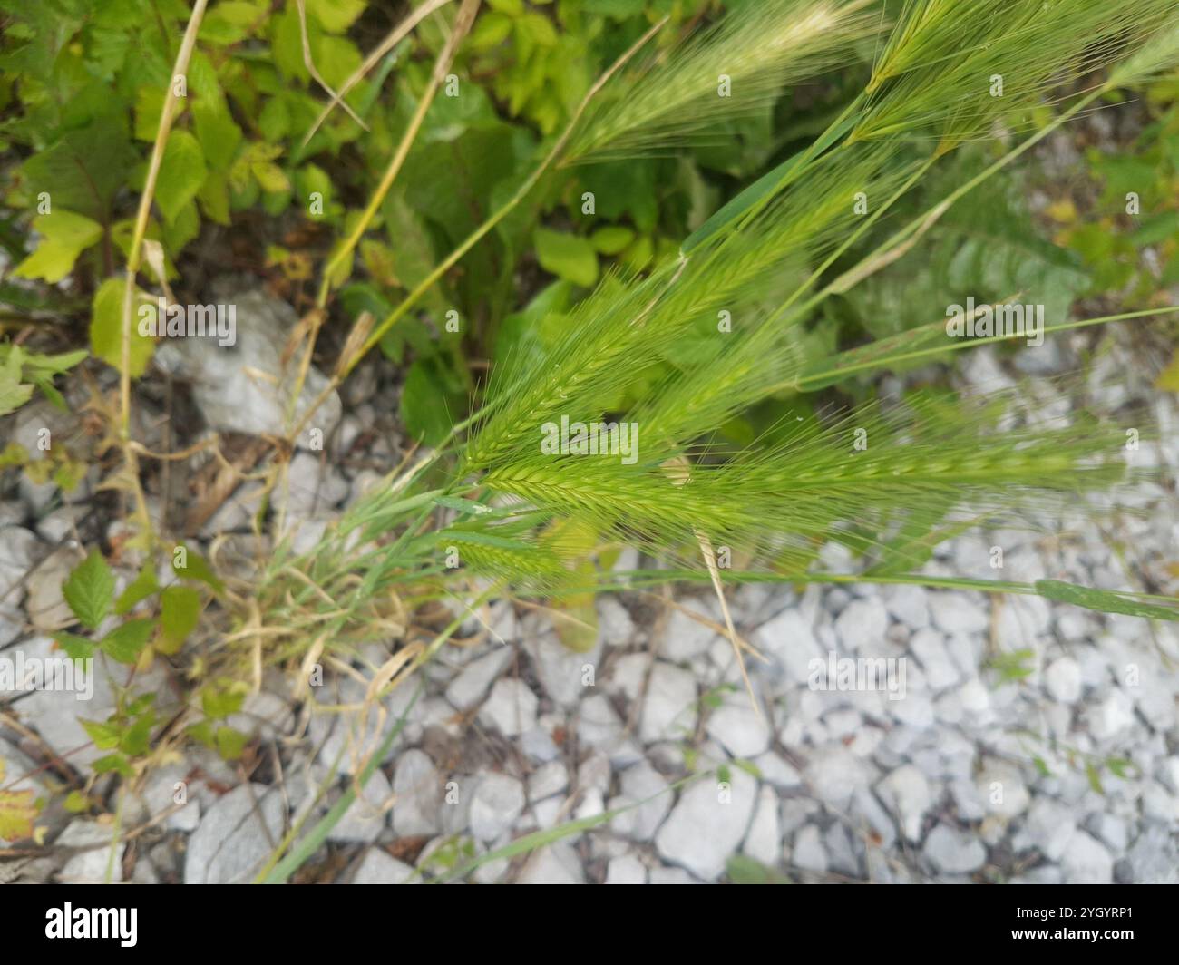 wall barley (Hordeum murinum Stock Photo - Alamy
