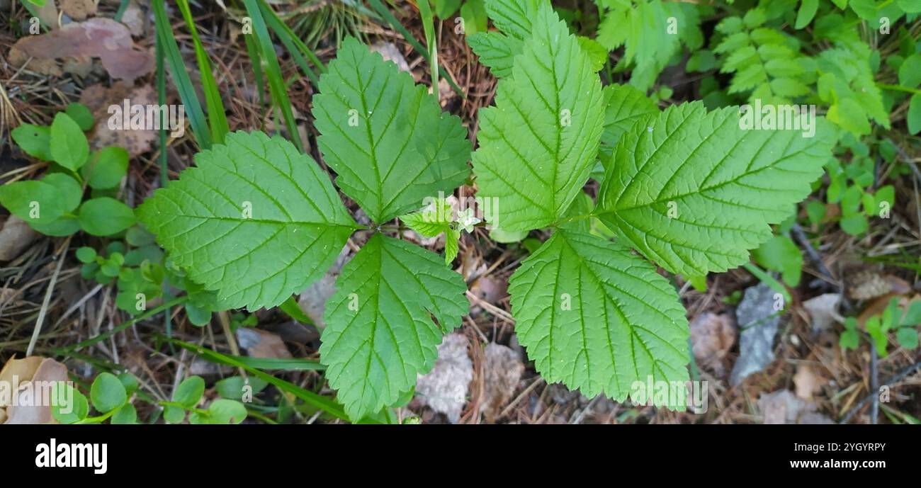 Stone Bramble (Rubus saxatilis Stock Photo - Alamy