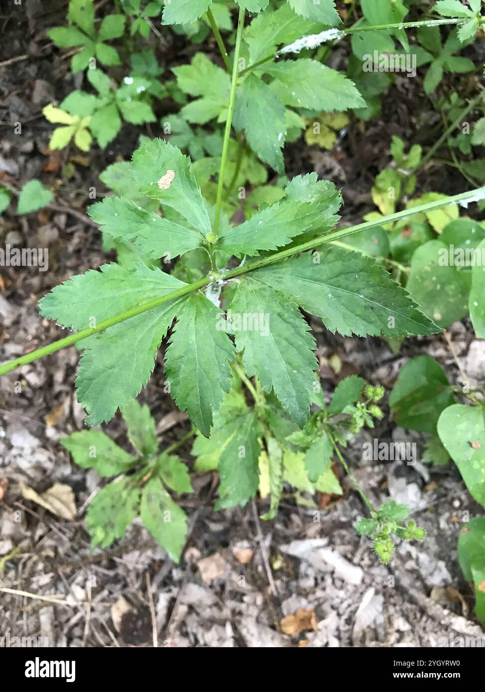Black Snakeroot (Sanicula canadensis Stock Photo - Alamy