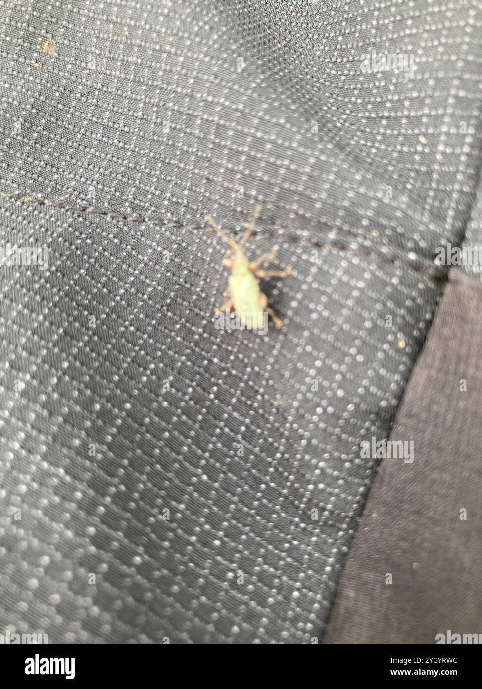 Broad-nosed Weevils (Entiminae Stock Photo - Alamy