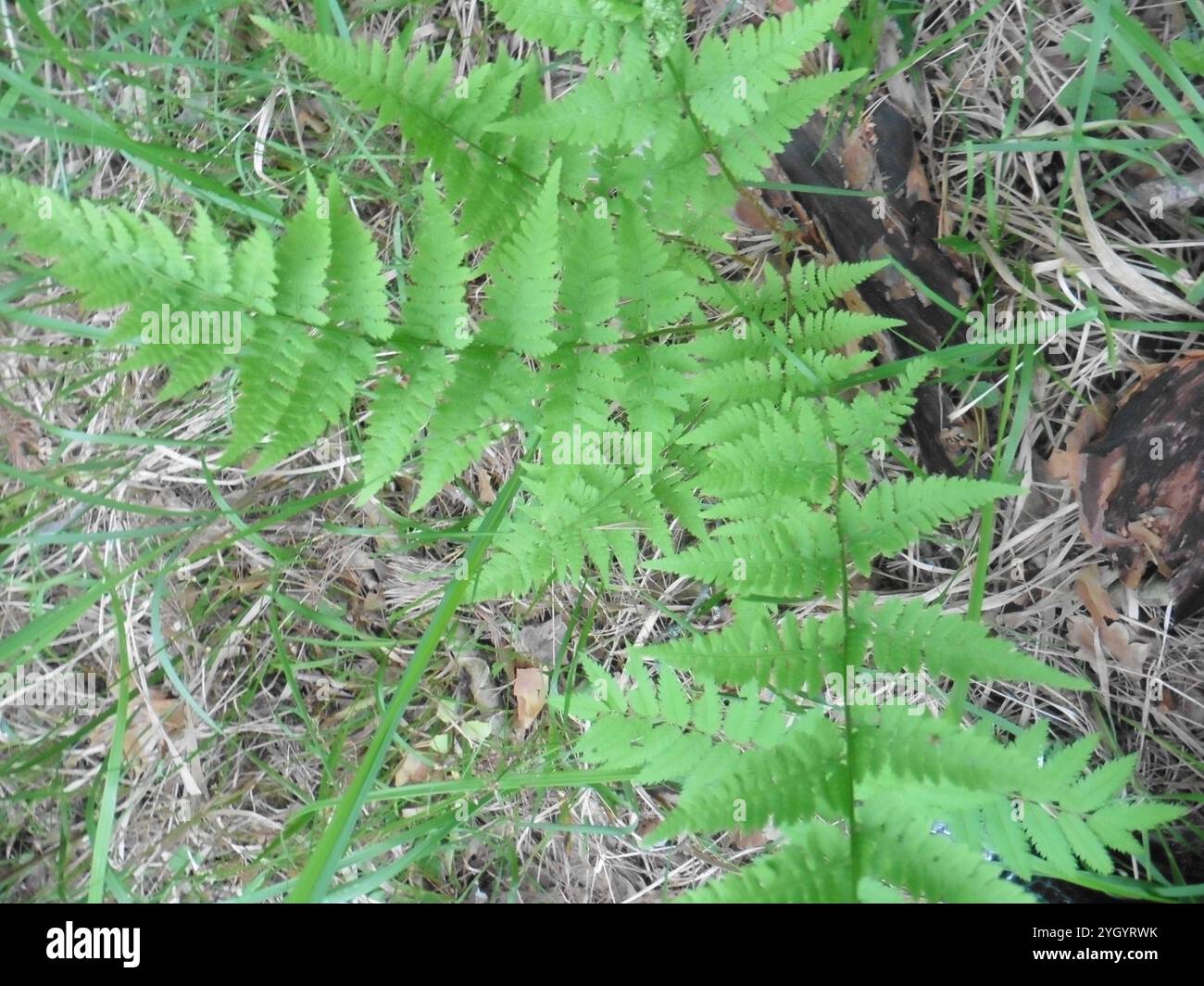 spinulose wood fern (Dryopteris carthusiana Stock Photo - Alamy