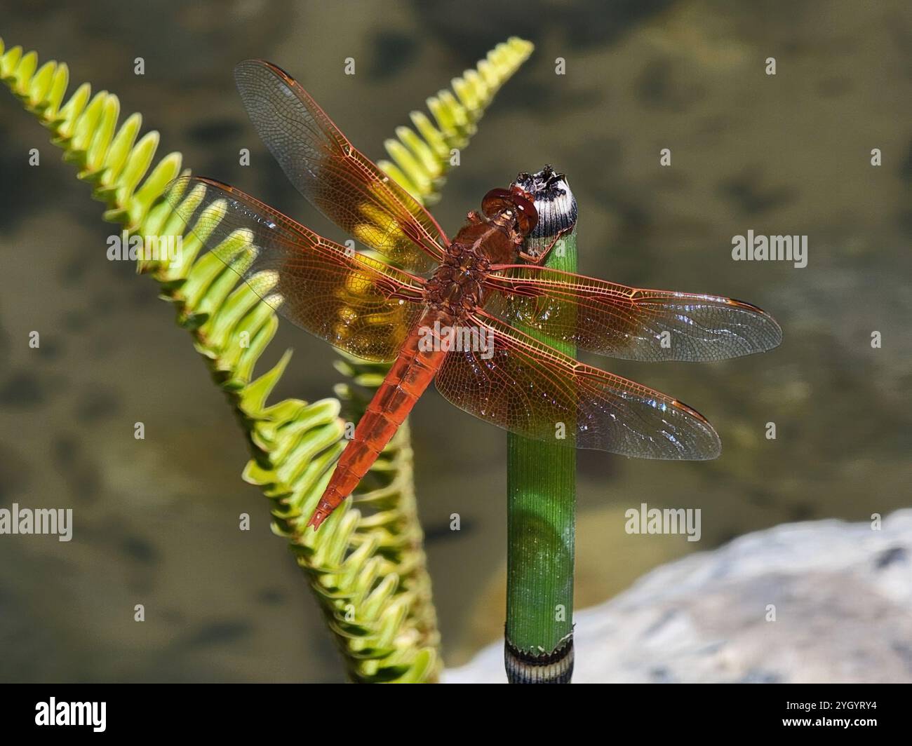 Flame Skimmer (Libellula saturata Stock Photo - Alamy