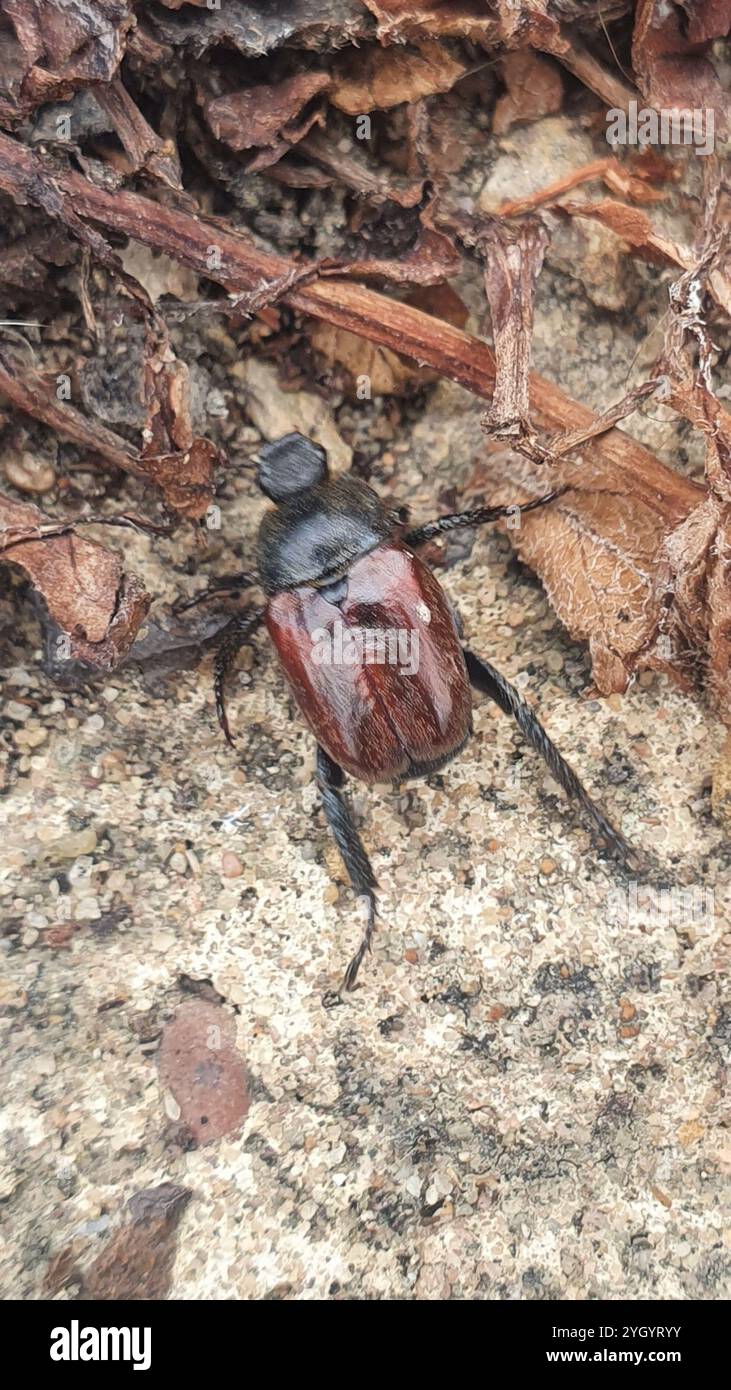 Welsh Chafer (Hoplia philanthus Stock Photo - Alamy
