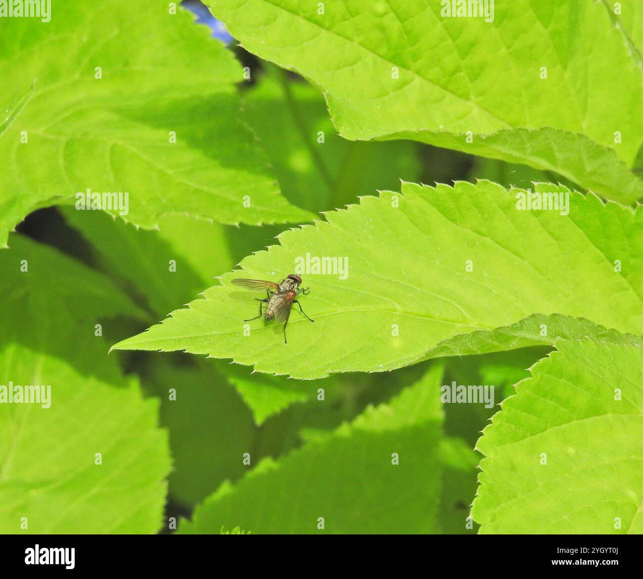 Root-maggot Flies (Anthomyiidae Stock Photo - Alamy