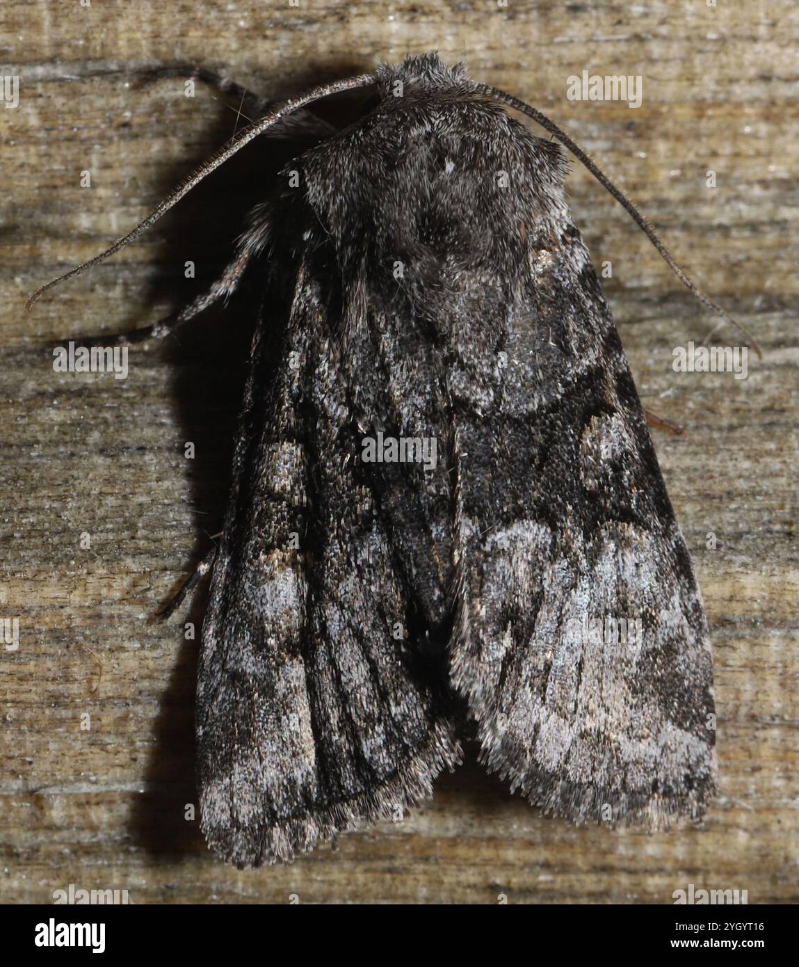 Cutworms and Dart Moths (Noctuinae Stock Photo - Alamy