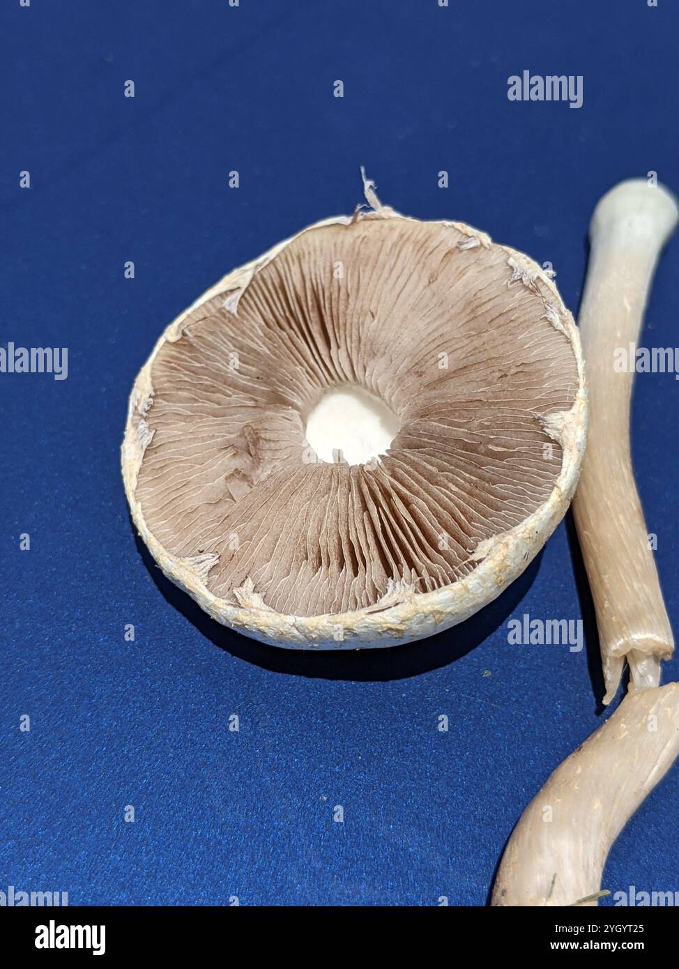 Common Fieldcap (Agrocybe pediades Stock Photo - Alamy