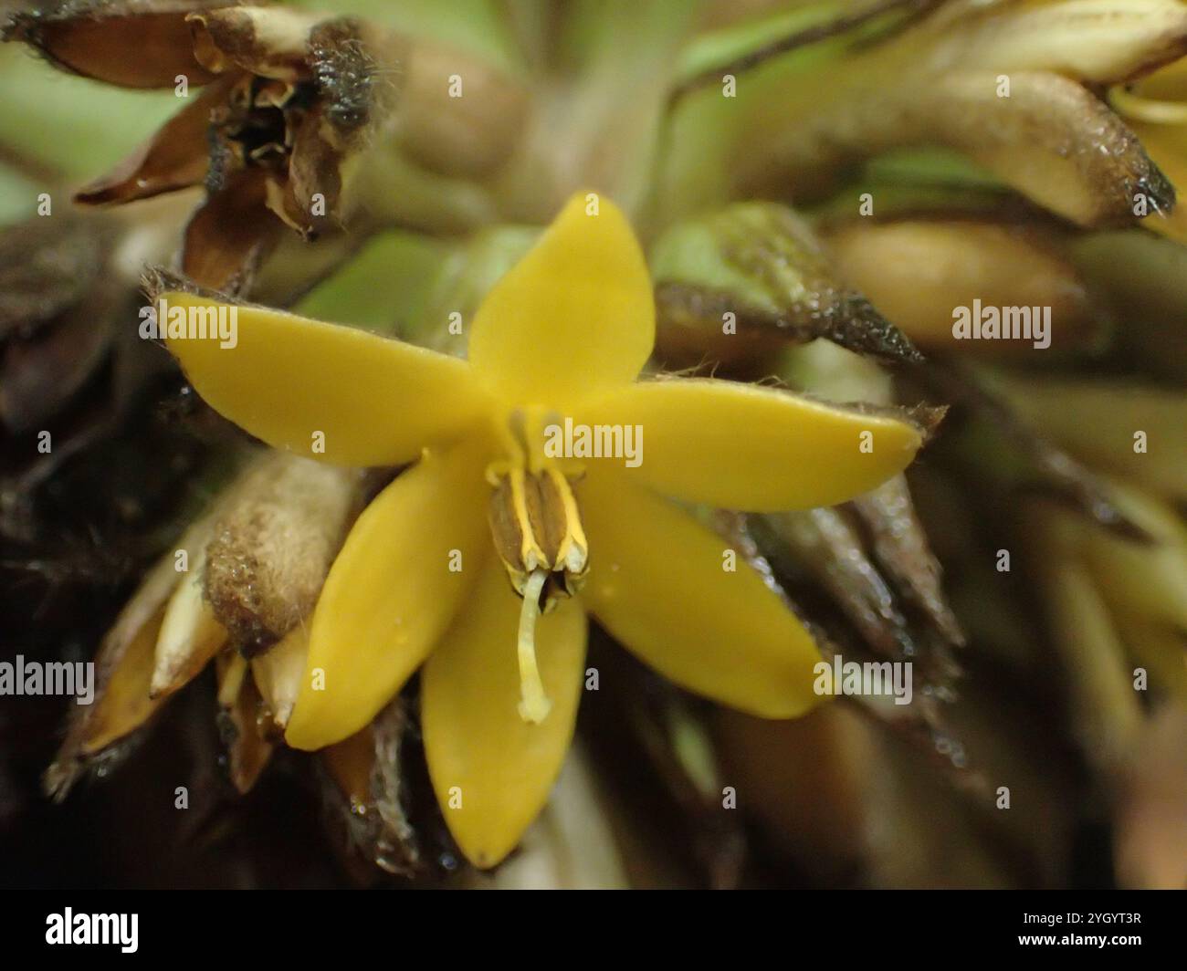 Molineria hi-res stock photography and images - Alamy